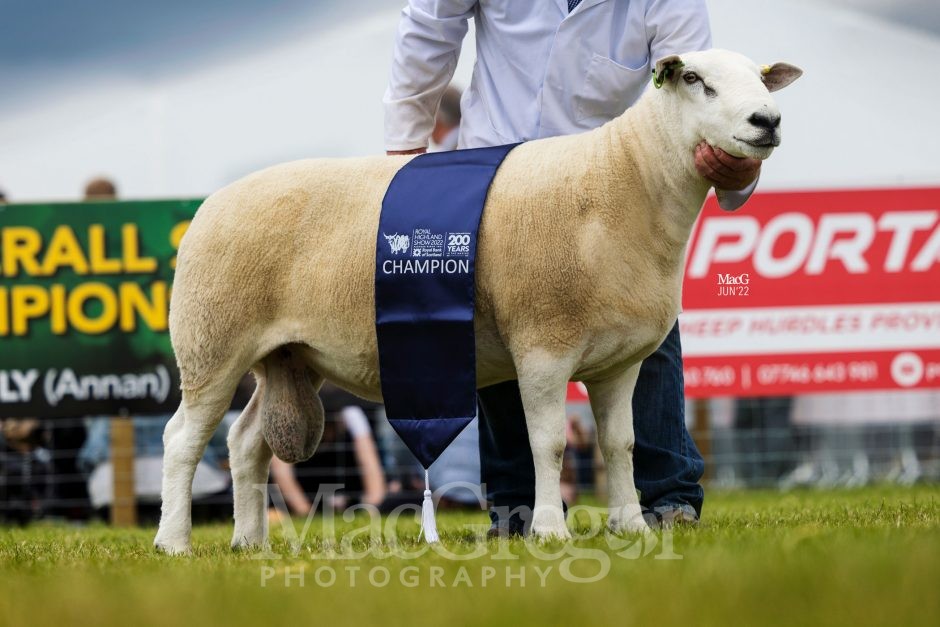 Royal Highland Show '22 - Sheep Champions - MacGregor Photography