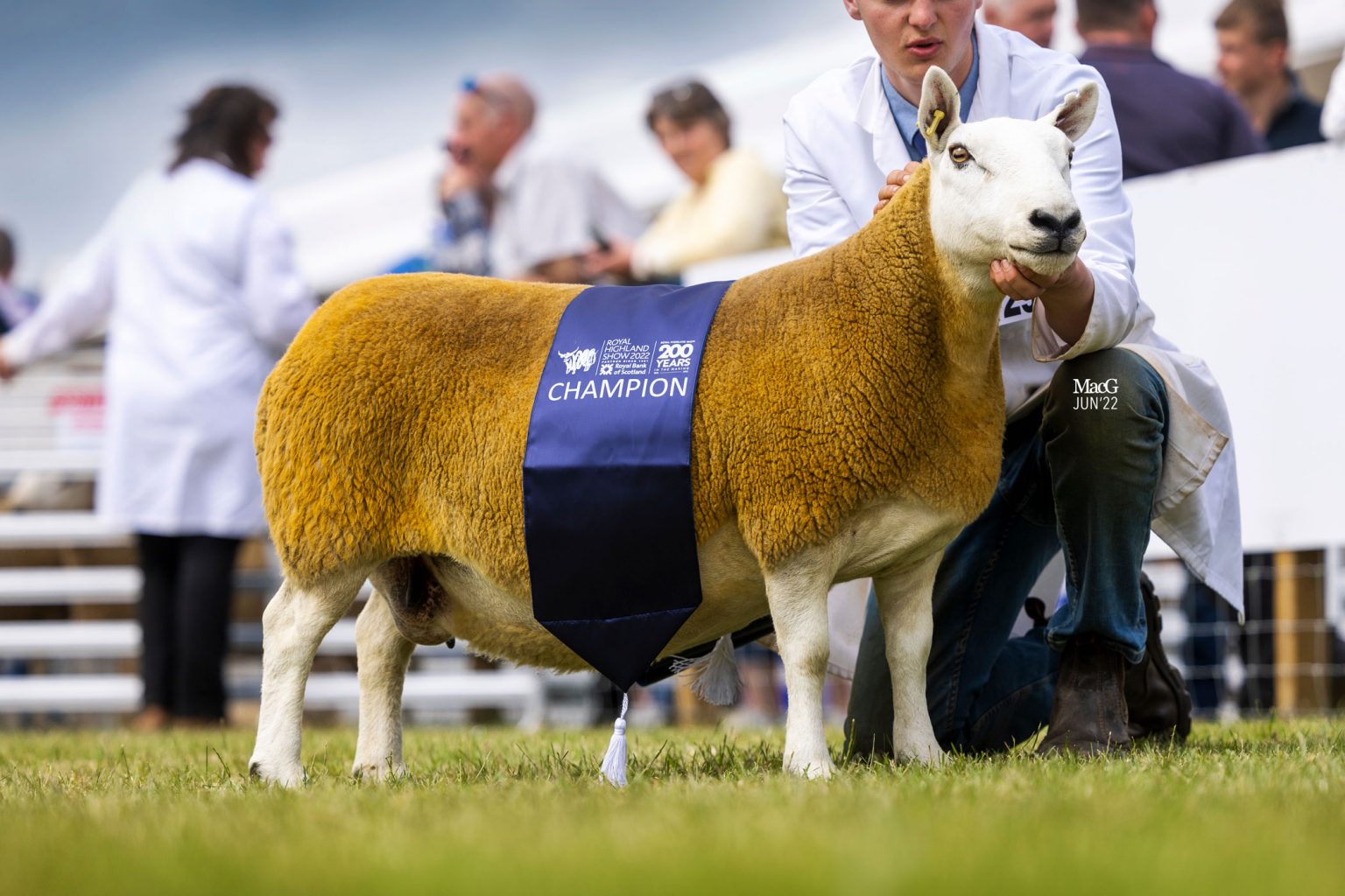 Royal Highland Show '22 - Sheep Champions - MacGregor Photography