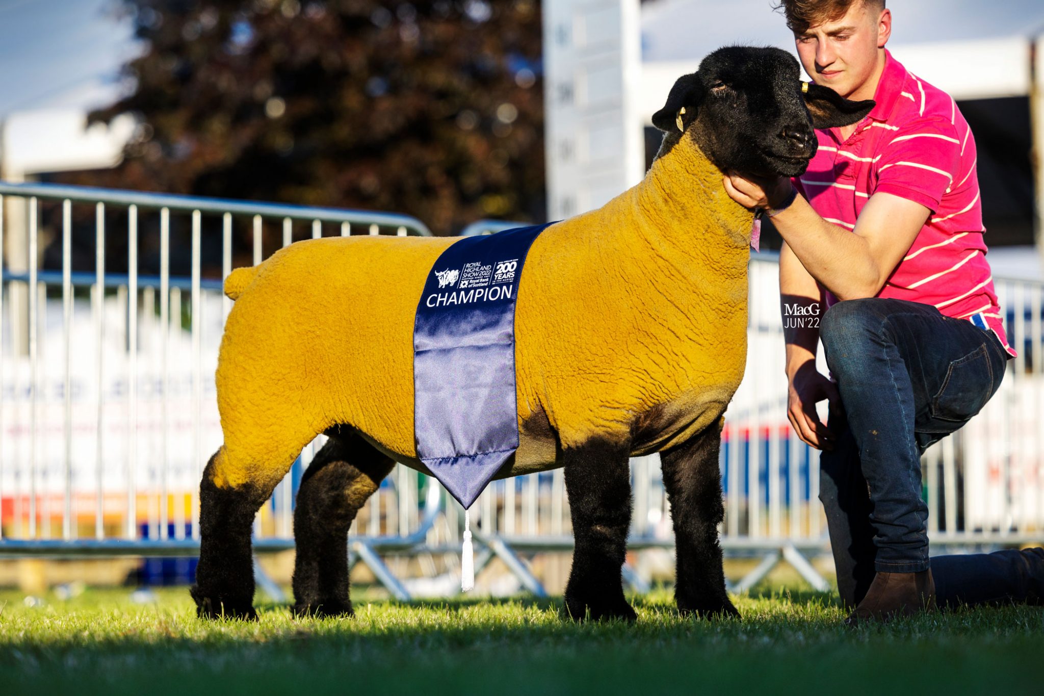 Royal Highland Show '22 - Sheep Champions - MacGregor Photography