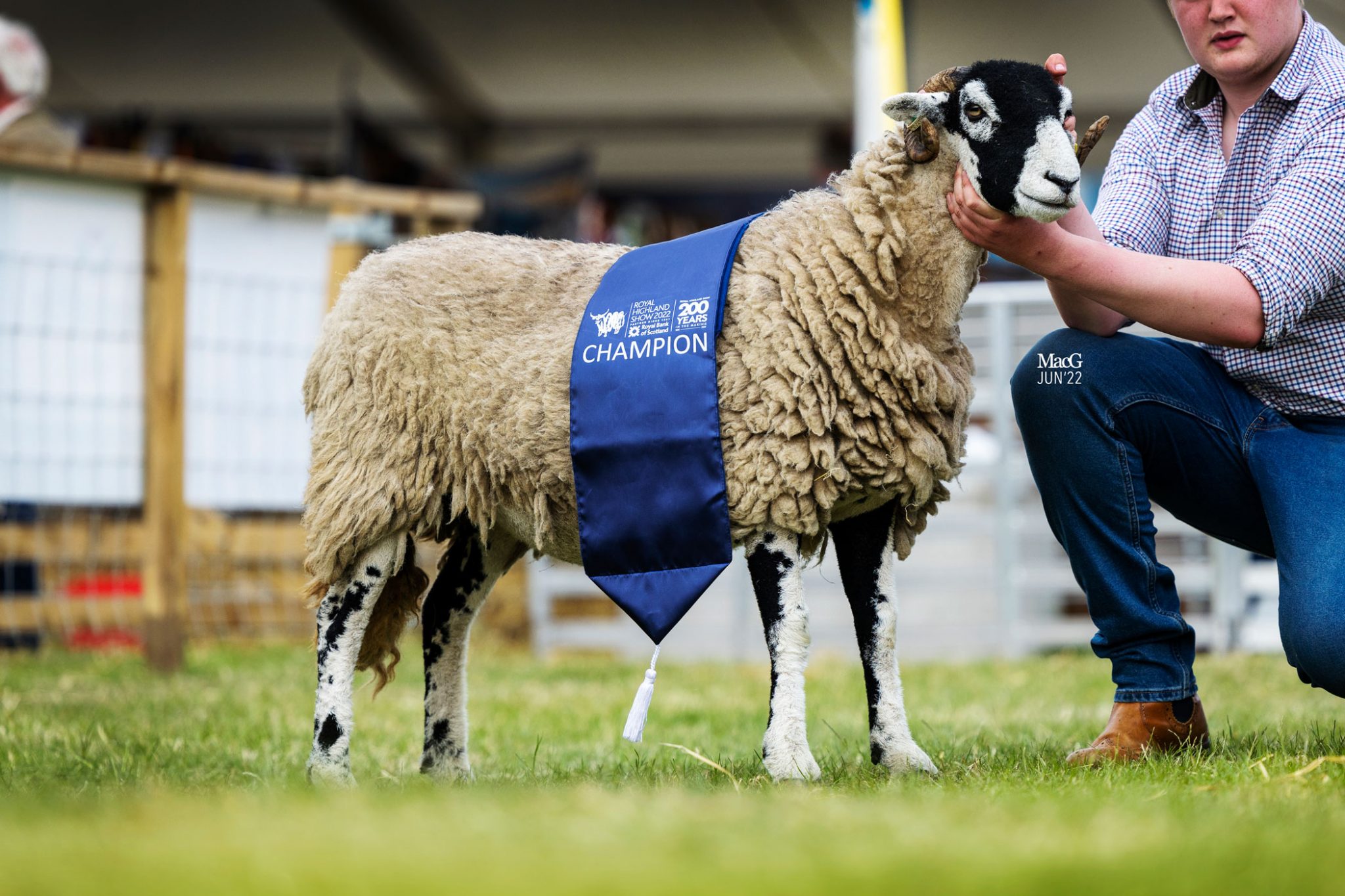 Royal Highland Show '22 - Sheep Champions - MacGregor Photography