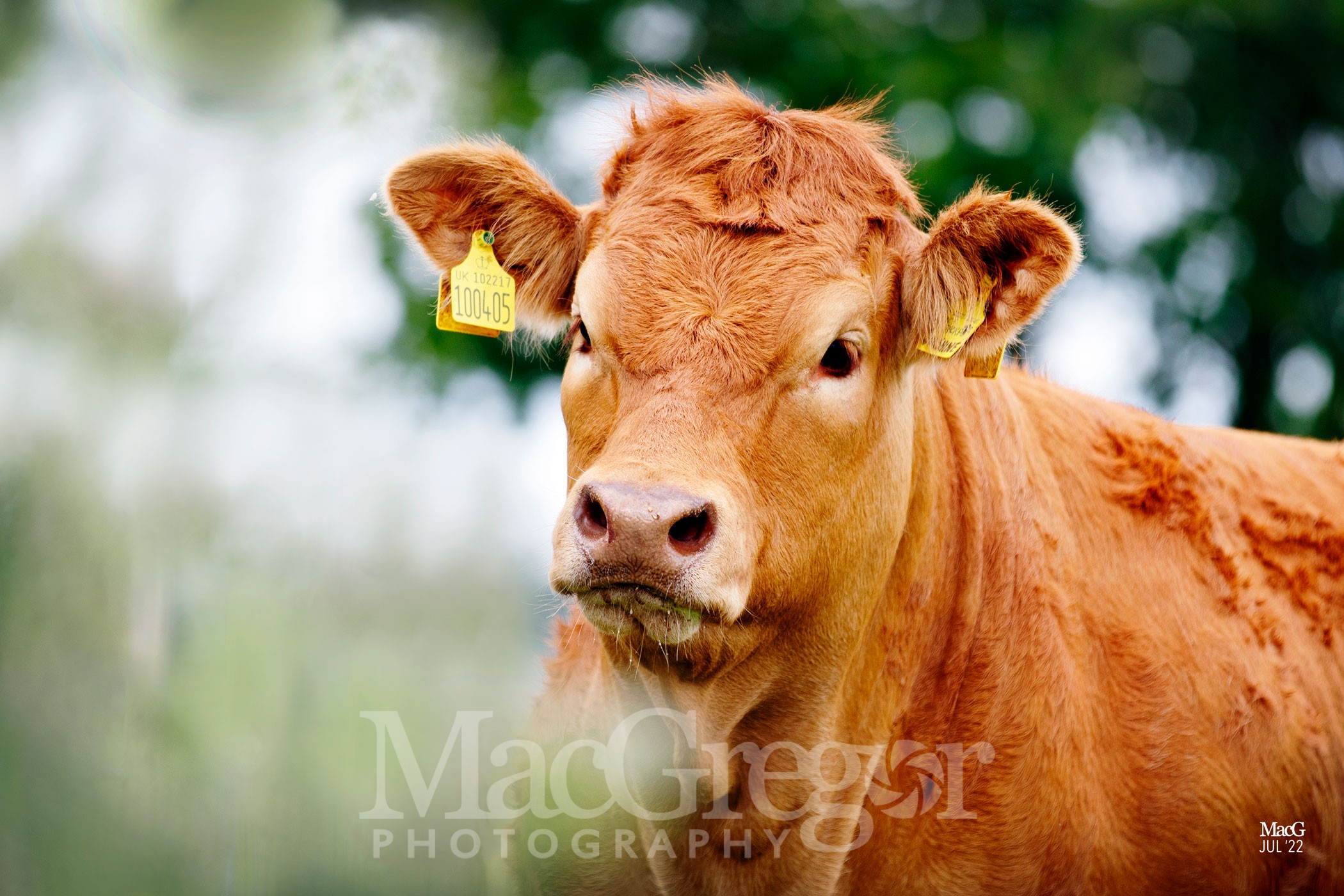 British Limousin Cattle Society 50th Anniversary Premier Sale ...