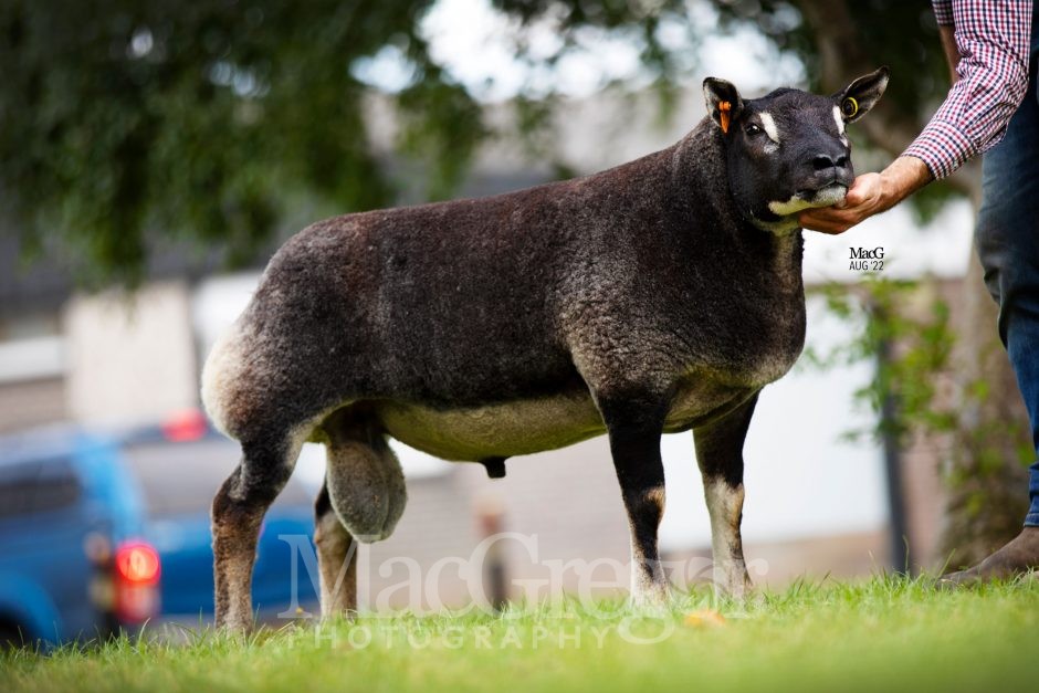 Carlisle - Badger Face Texels - Aug '22 - MacGregor Photography