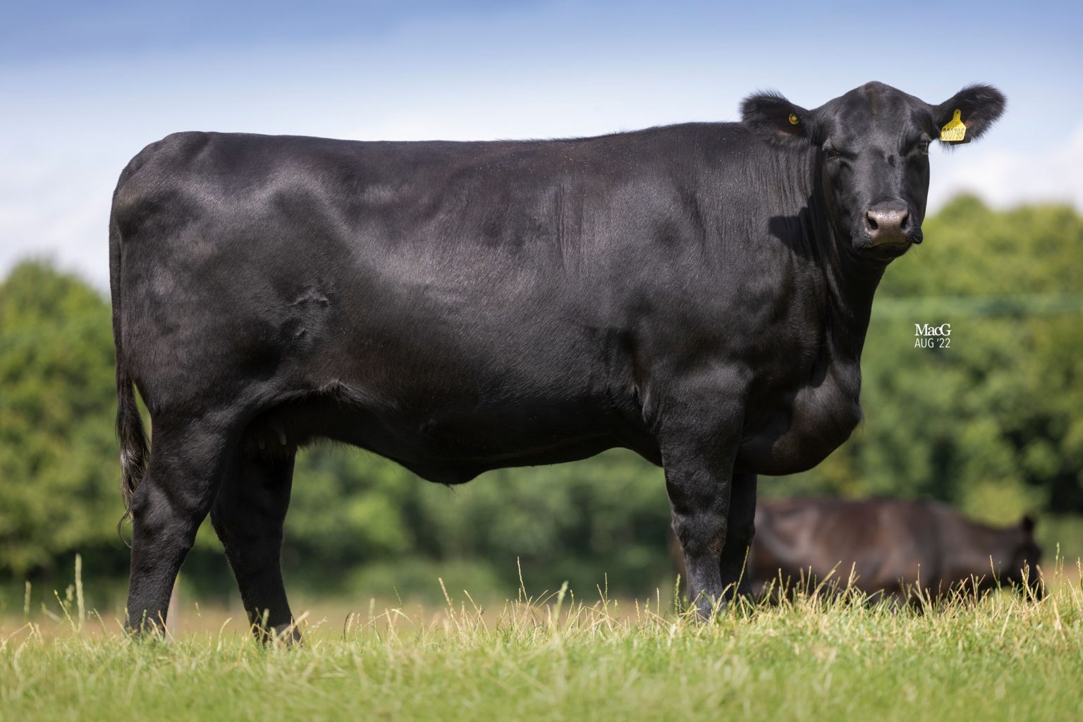 Penguin Aberdeen-Angus Dispersal - Preview - MacGregor Photography