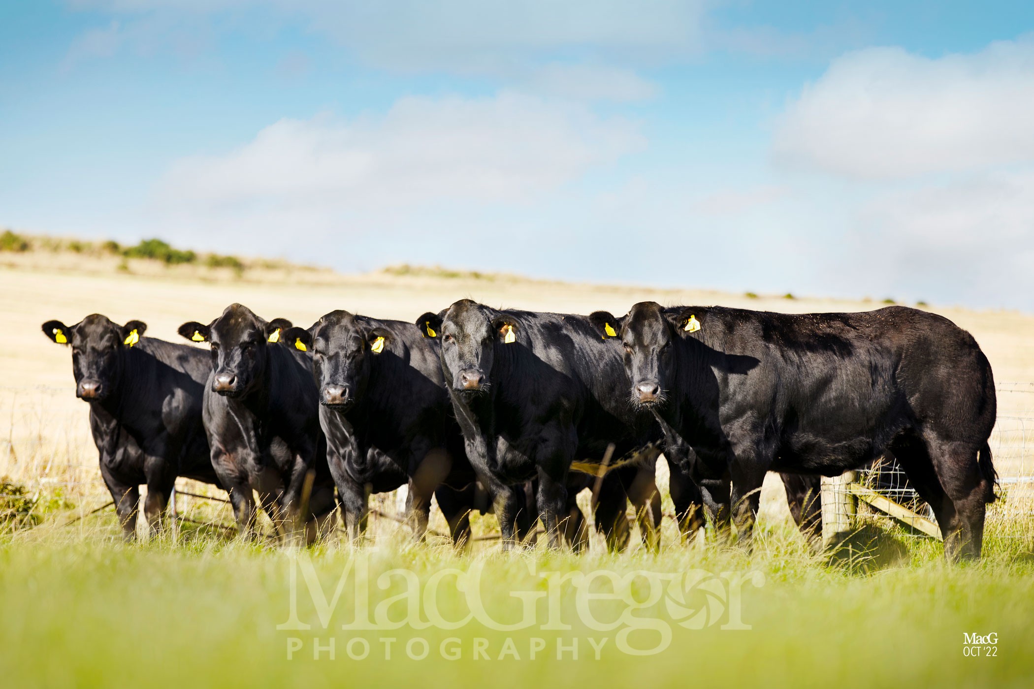 Edendiack In-calf Heifers For Sale - MacGregor Photography