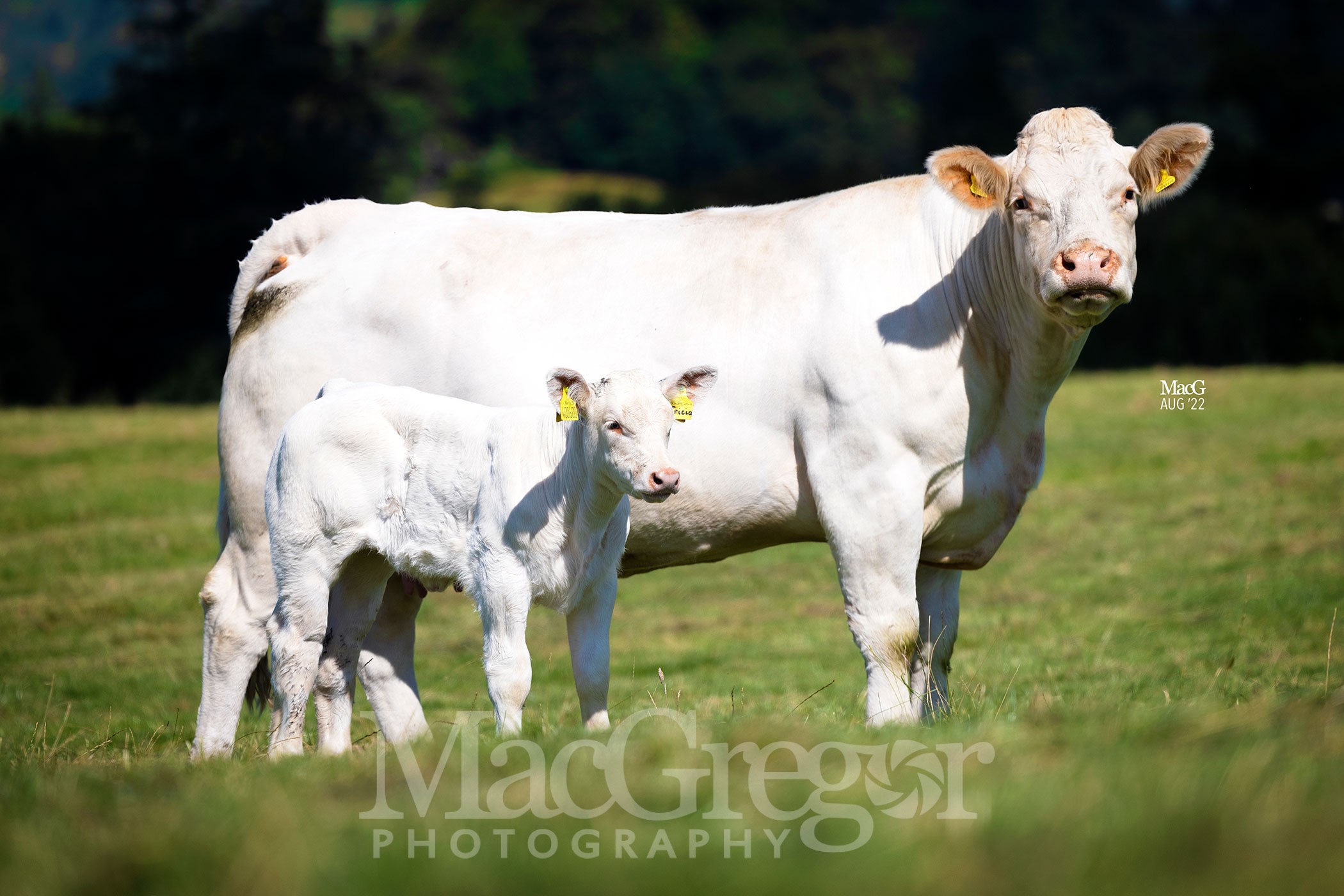 Lochend-India-Tricia-7025 - MacGregor Photography