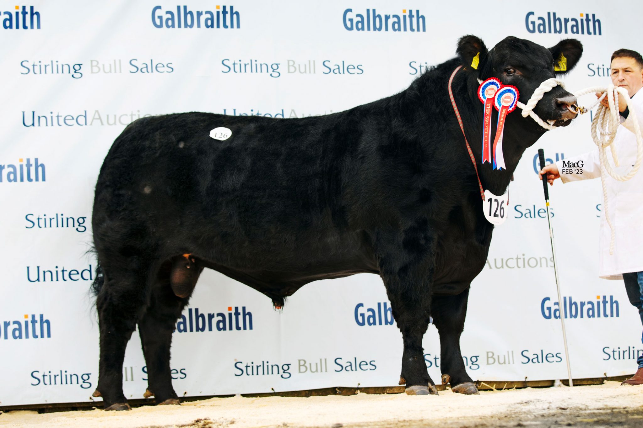 Stirling - Aberdeen-Angus - Feb '23 - MacGregor Photography