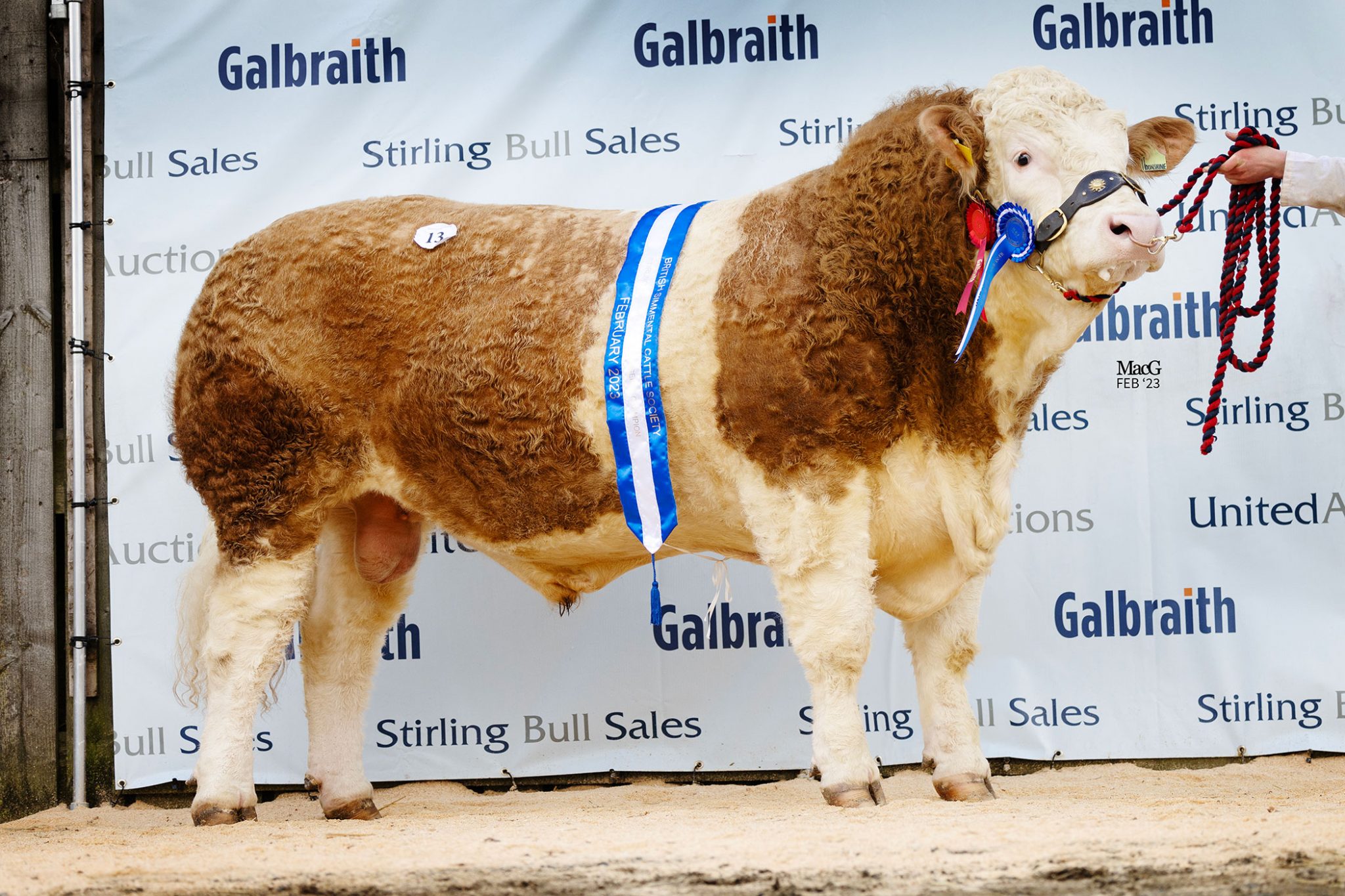 Stirling - Simmental - Feb '23 - MacGregor Photography