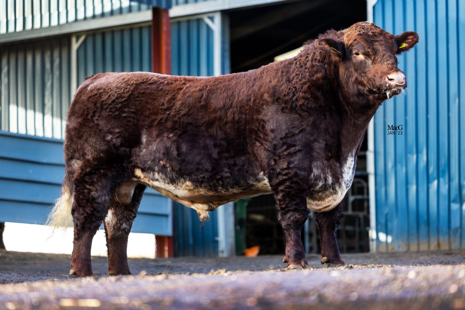 Shorthorns for Sale - Feb '23 - MacGregor Photography