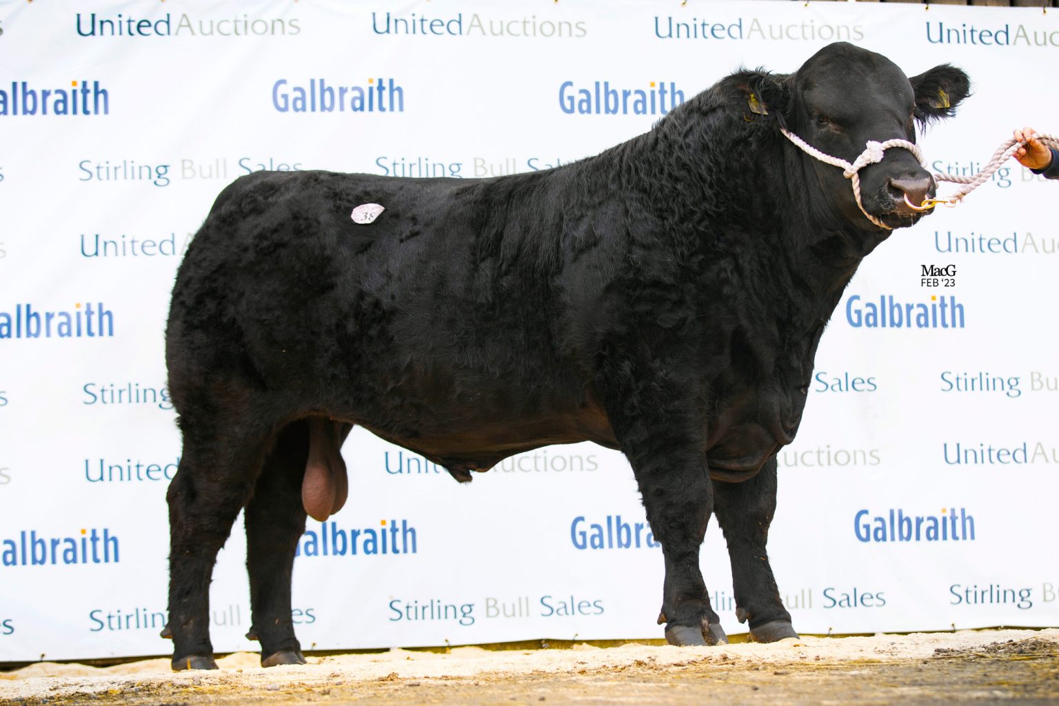 Stirling - Aberdeen-Angus - Feb '23 - MacGregor Photography