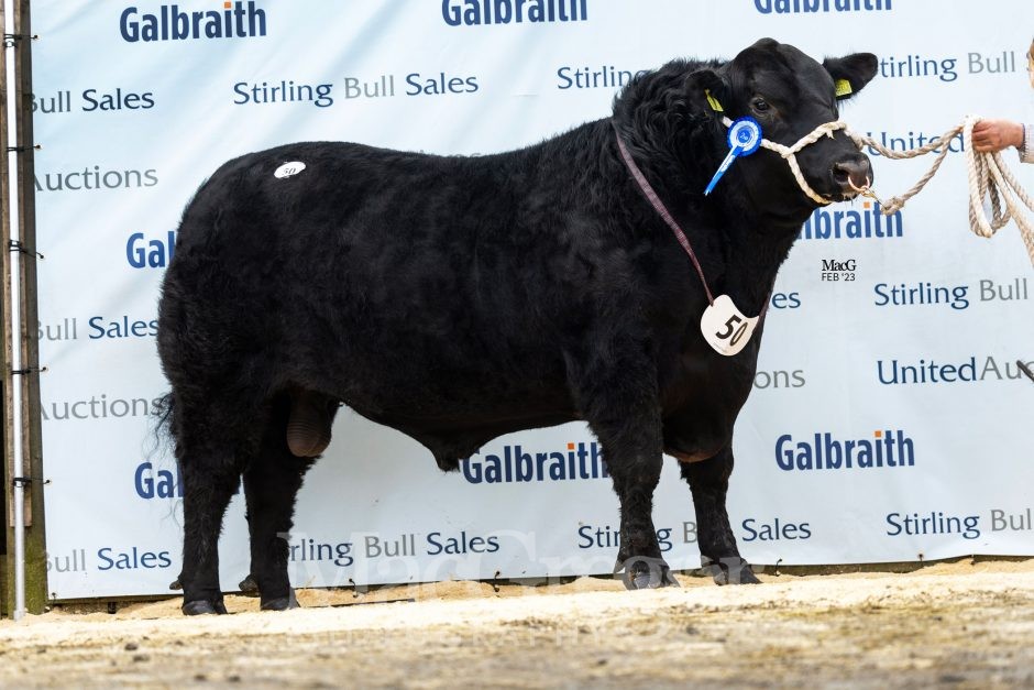 Stirling - Aberdeen-Angus - Feb '23 - MacGregor Photography