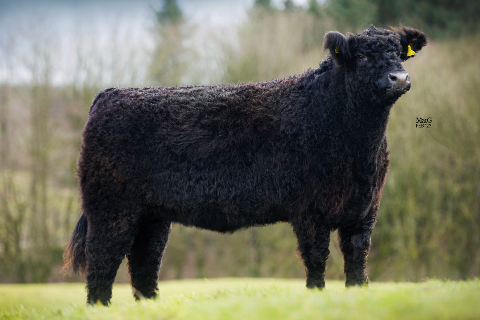 Galloways For Sale - Feb '23 - MacGregor Photography