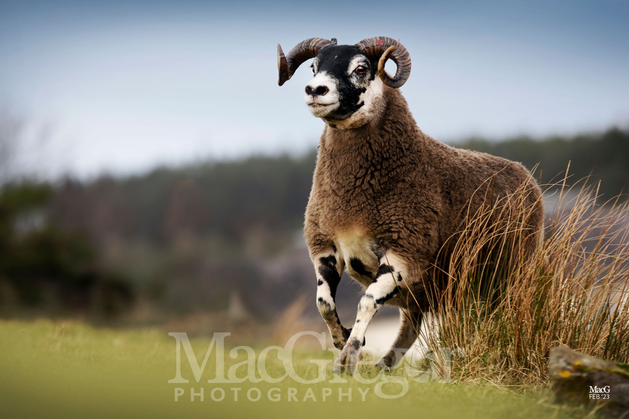 In-lamb Blackface Sale Preview - Feb '23 - MacGregor Photography
