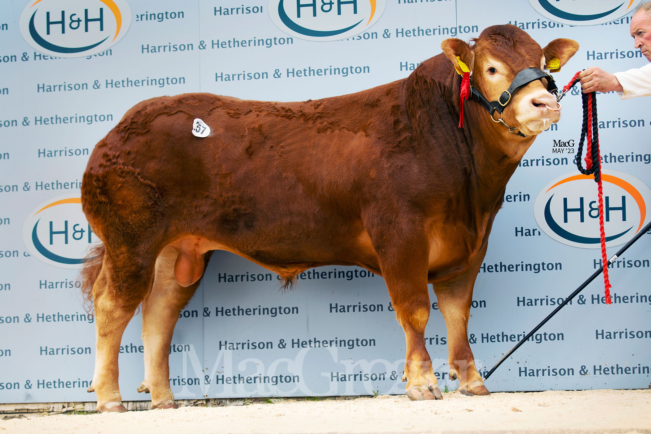 257-Haltcliffe-Tequila-10,500gns-0945 - MacGregor Photography
