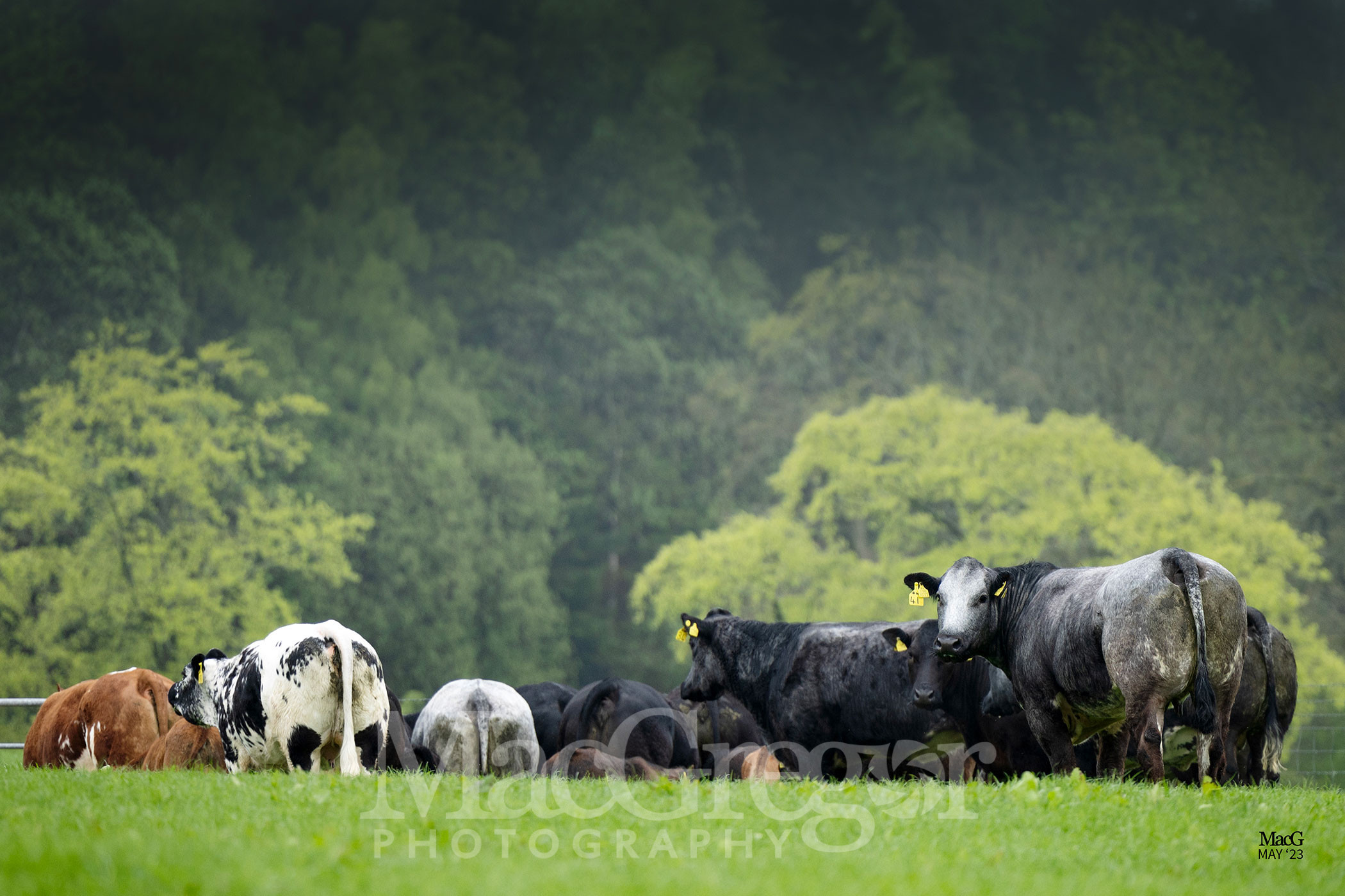 5035 - MacGregor Photography
