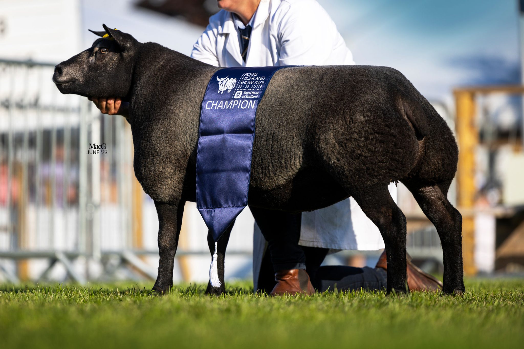 Royal Highland Show '23 - Sheep Champions - MacGregor Photography