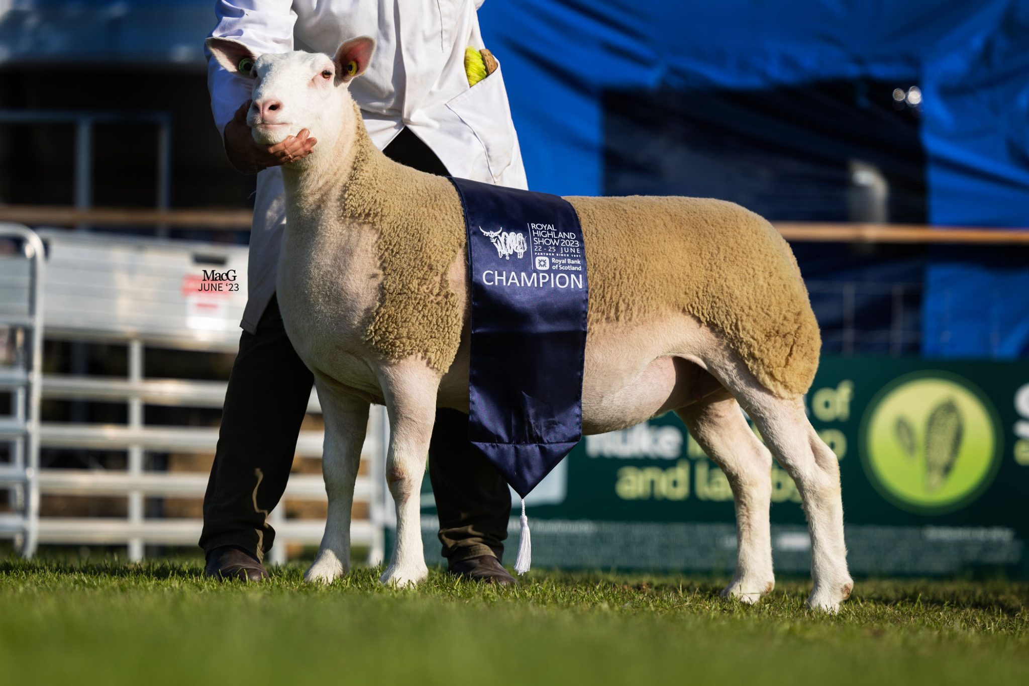 Berrichon-Champion-4109 - MacGregor Photography