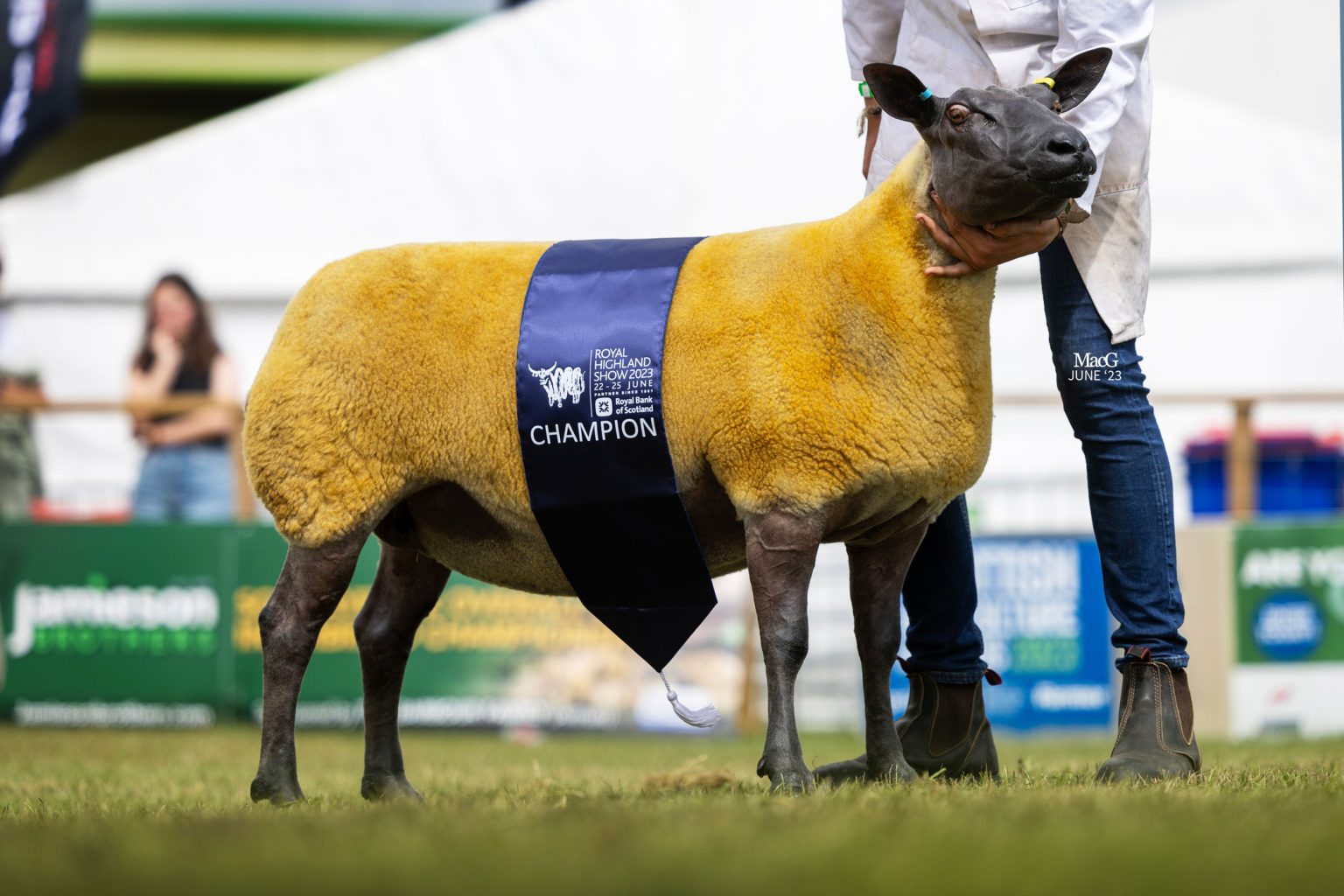 Royal Highland Show '23 - Sheep Champions - MacGregor Photography