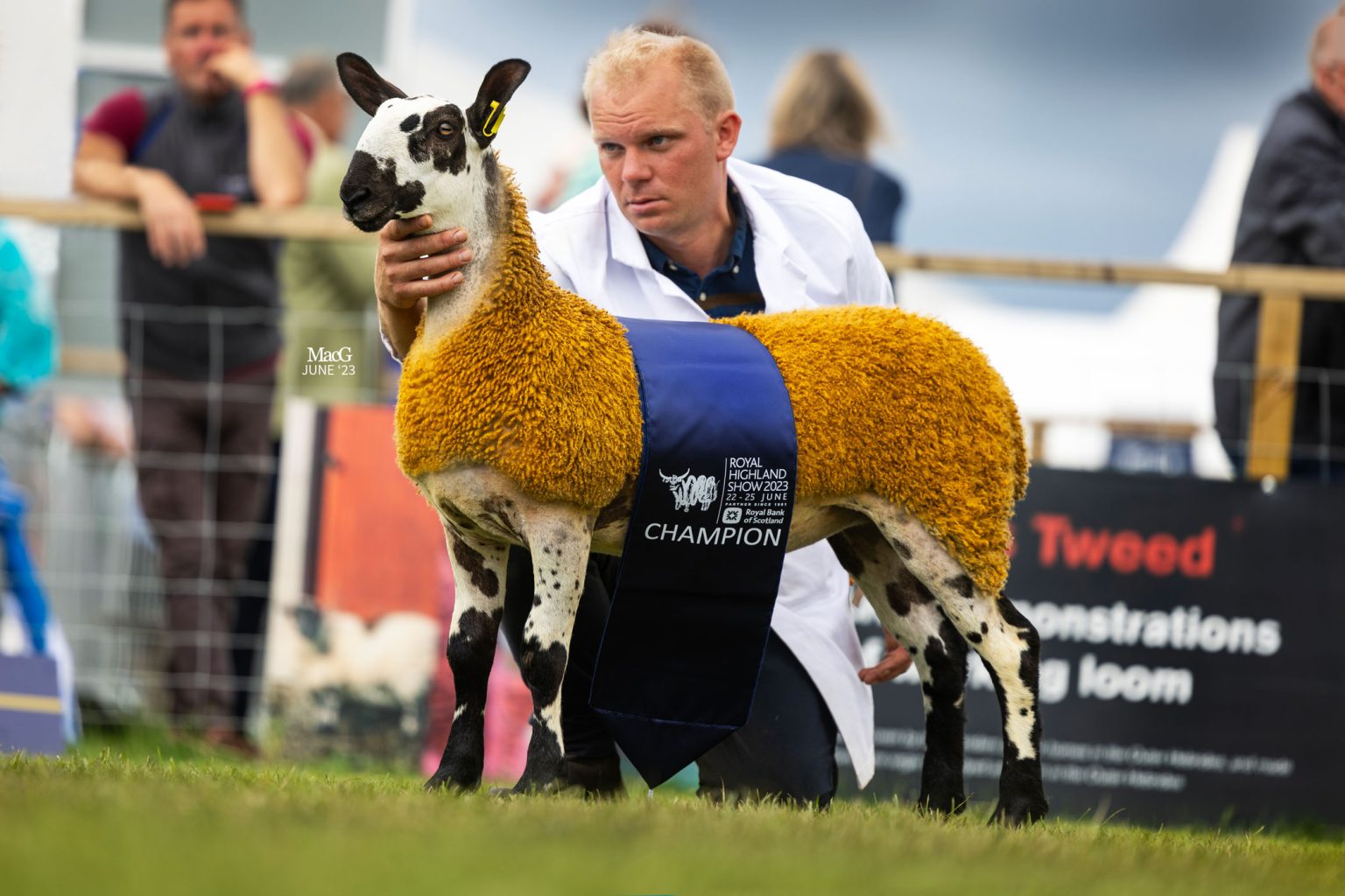 Royal Highland Show '23 - Sheep Champions - MacGregor Photography