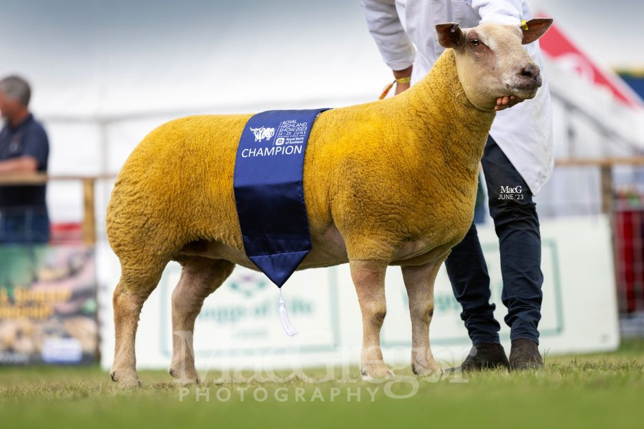 Royal Highland Show '23 - Sheep Champions - MacGregor Photography