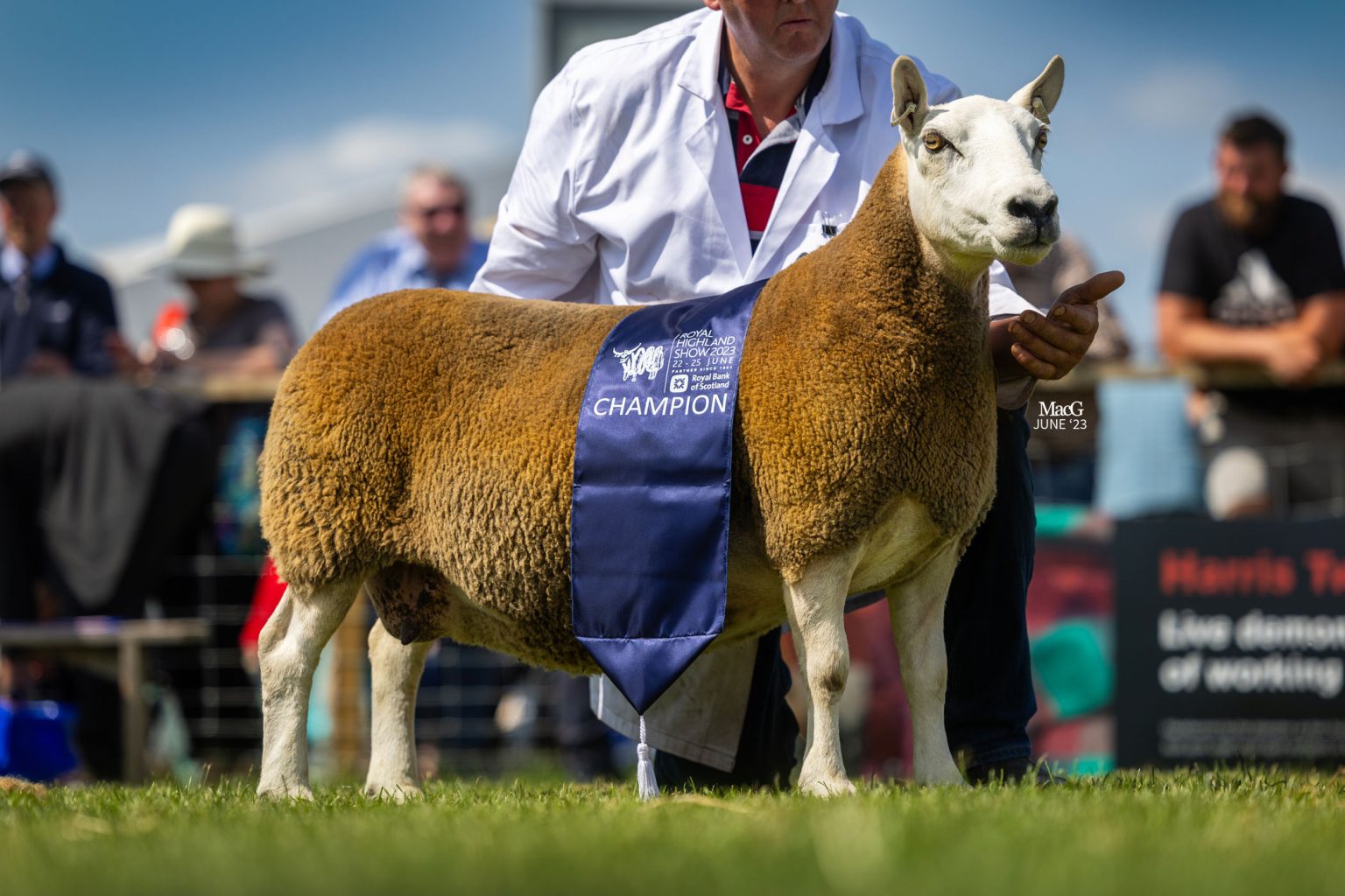 Royal Highland Show '23 - Sheep Champions - MacGregor Photography
