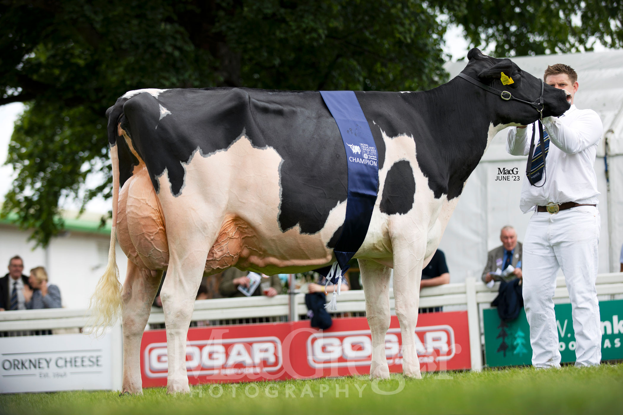 Holstein-Champion-2702 - MacGregor Photography