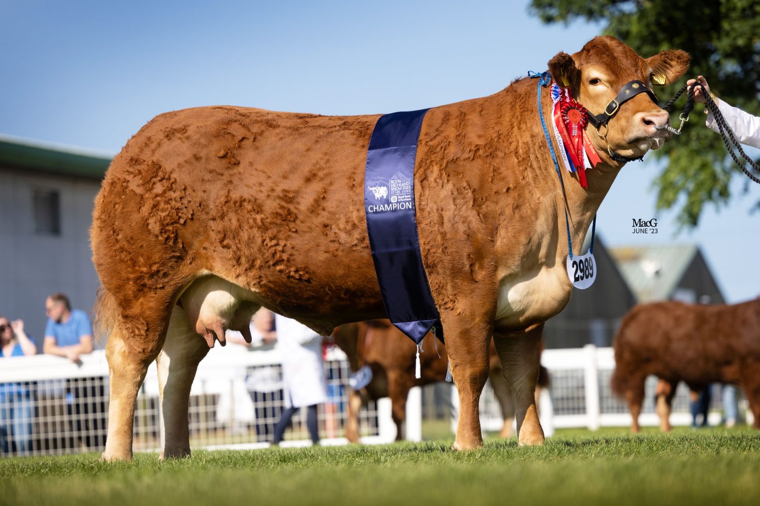Royal Highland Show '23 - Cattle Champions - MacGregor Photography