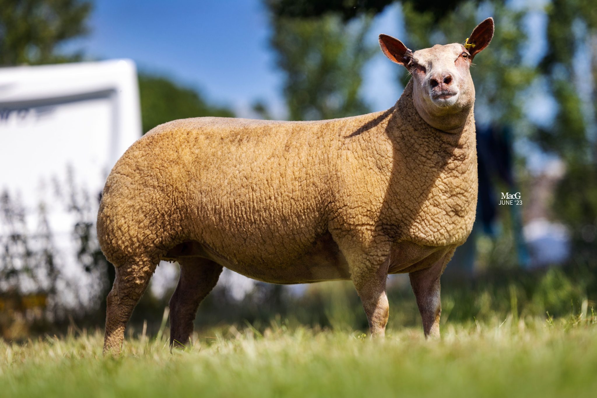 Charollais Sheep For Sale - July '23 - MacGregor Photography
