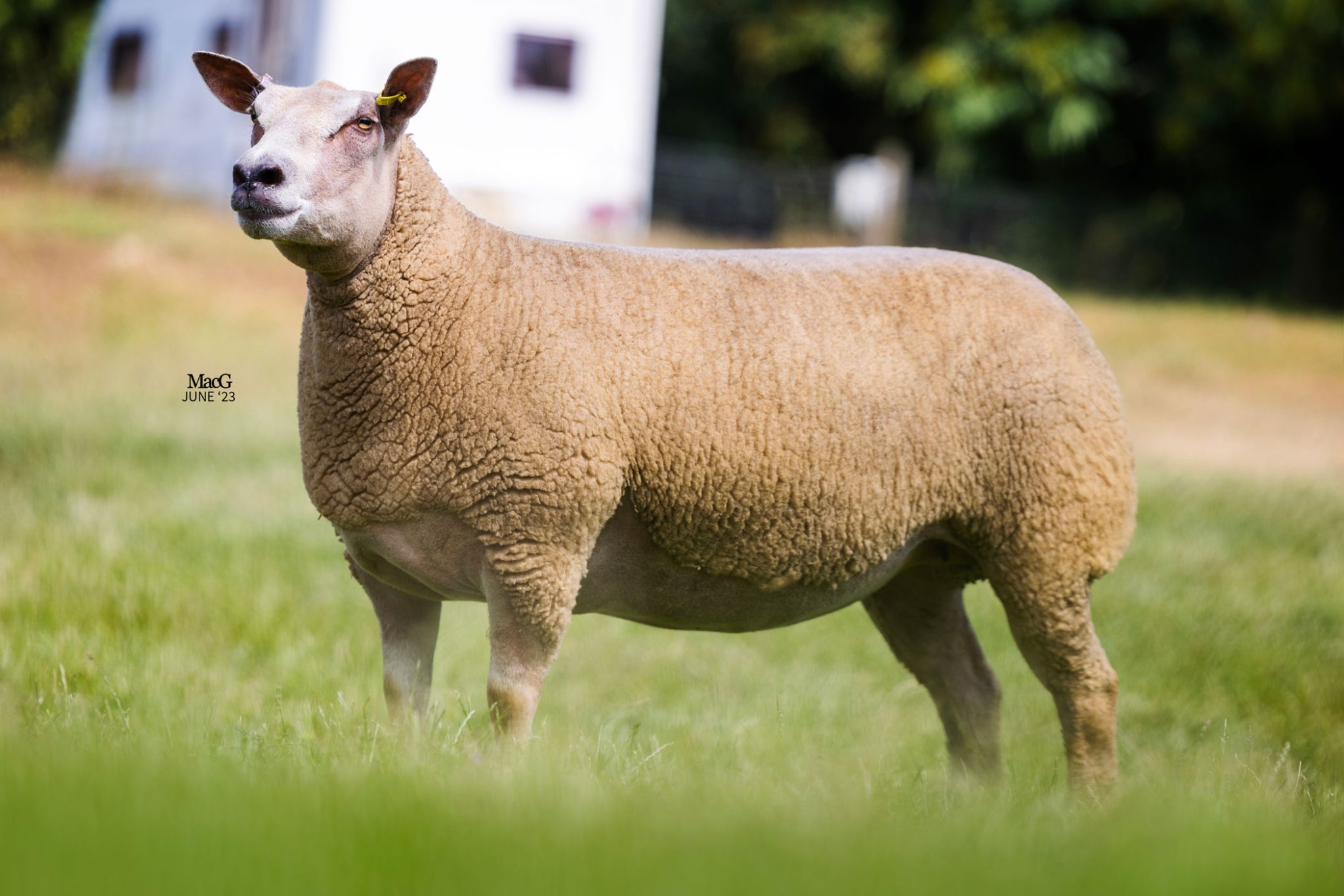 Charollais Sheep For Sale - July '23 - MacGregor Photography