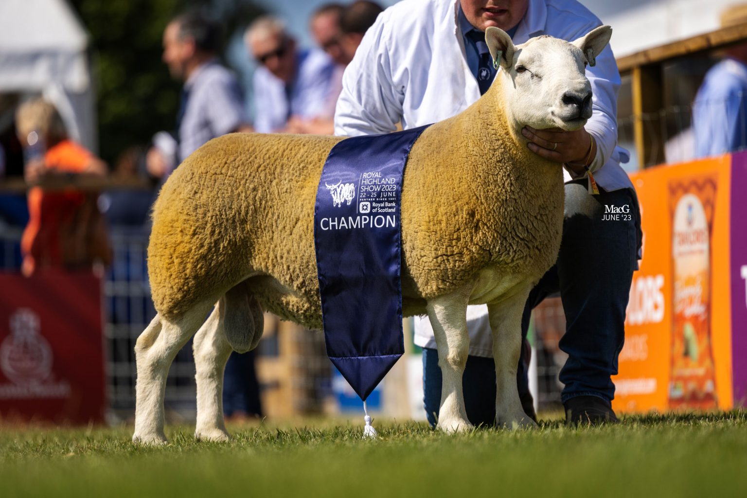 Royal Highland Show '23 - Sheep Champions - MacGregor Photography