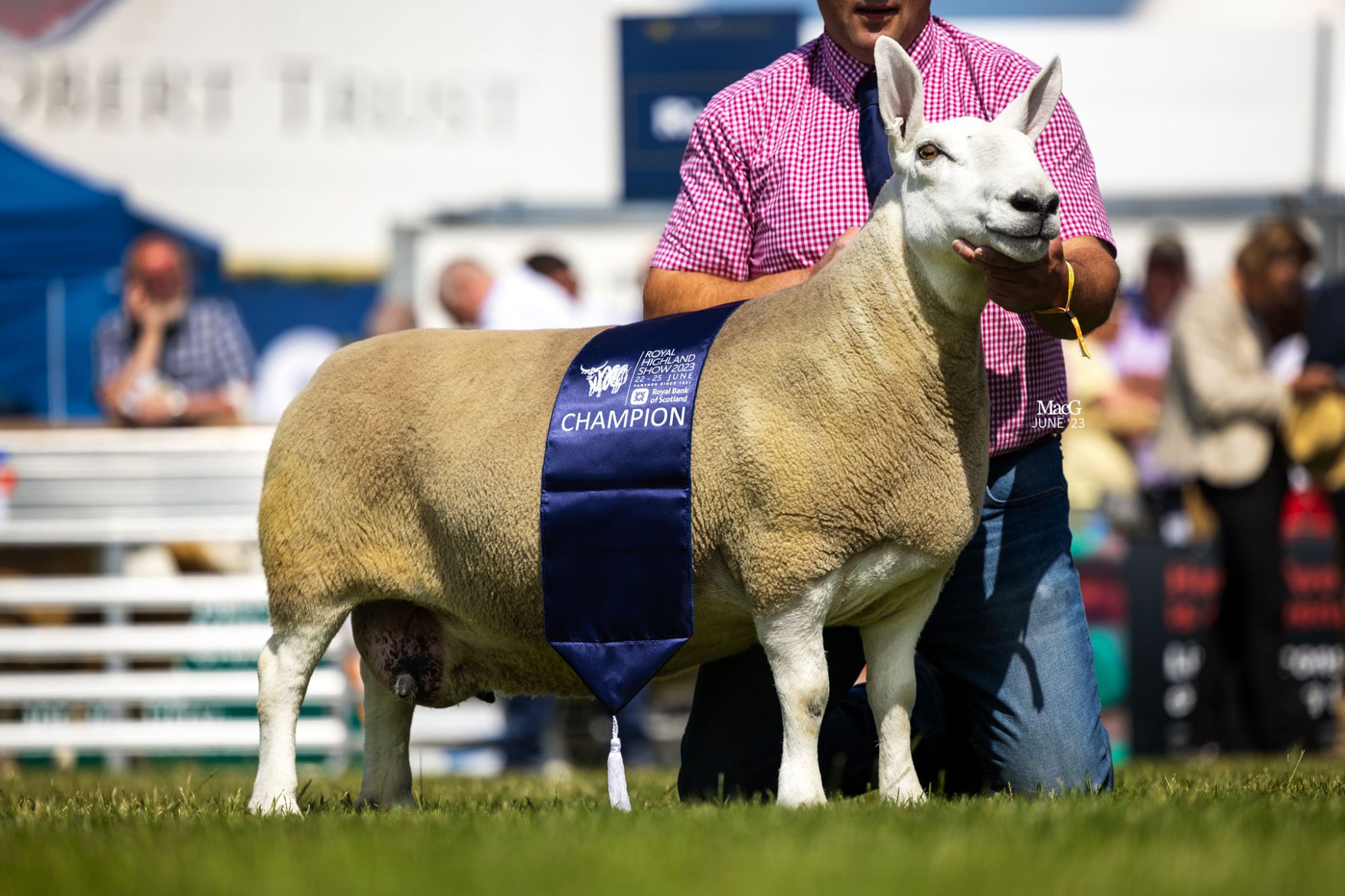 Royal Highland Show '23 - Sheep Champions - MacGregor Photography