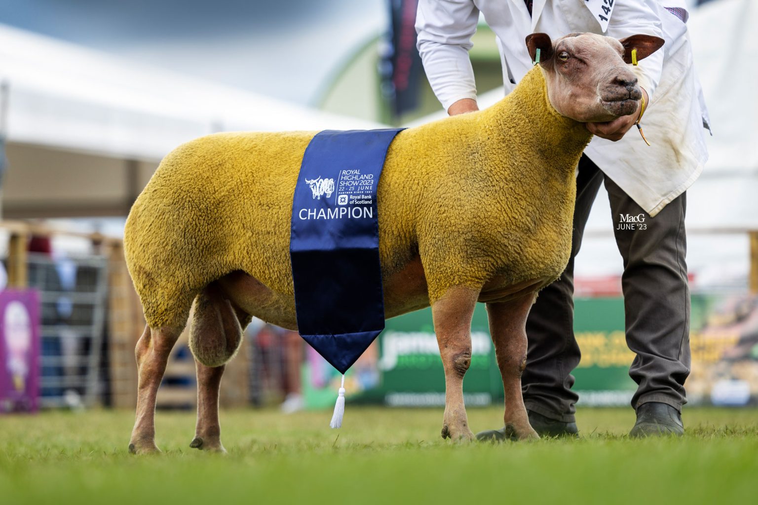 Royal Highland Show '23 - Sheep Champions - MacGregor Photography