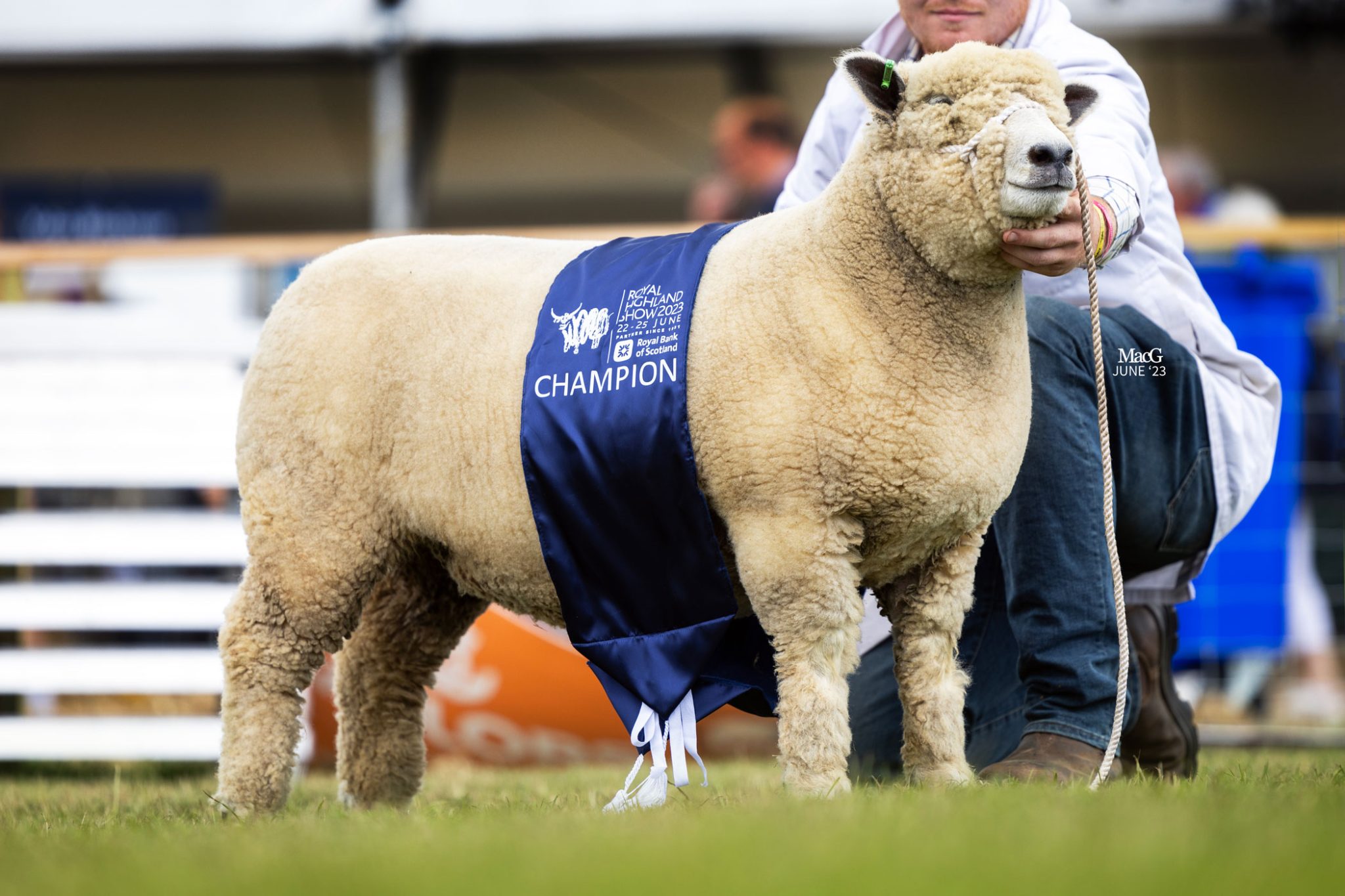 Royal Highland Show '23 - Sheep Champions - MacGregor Photography