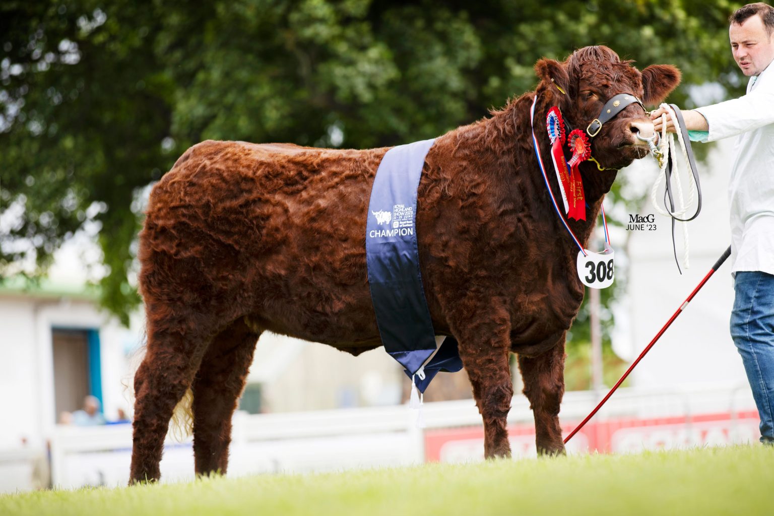 Royal Highland Show '23 - Cattle Champions - MacGregor Photography