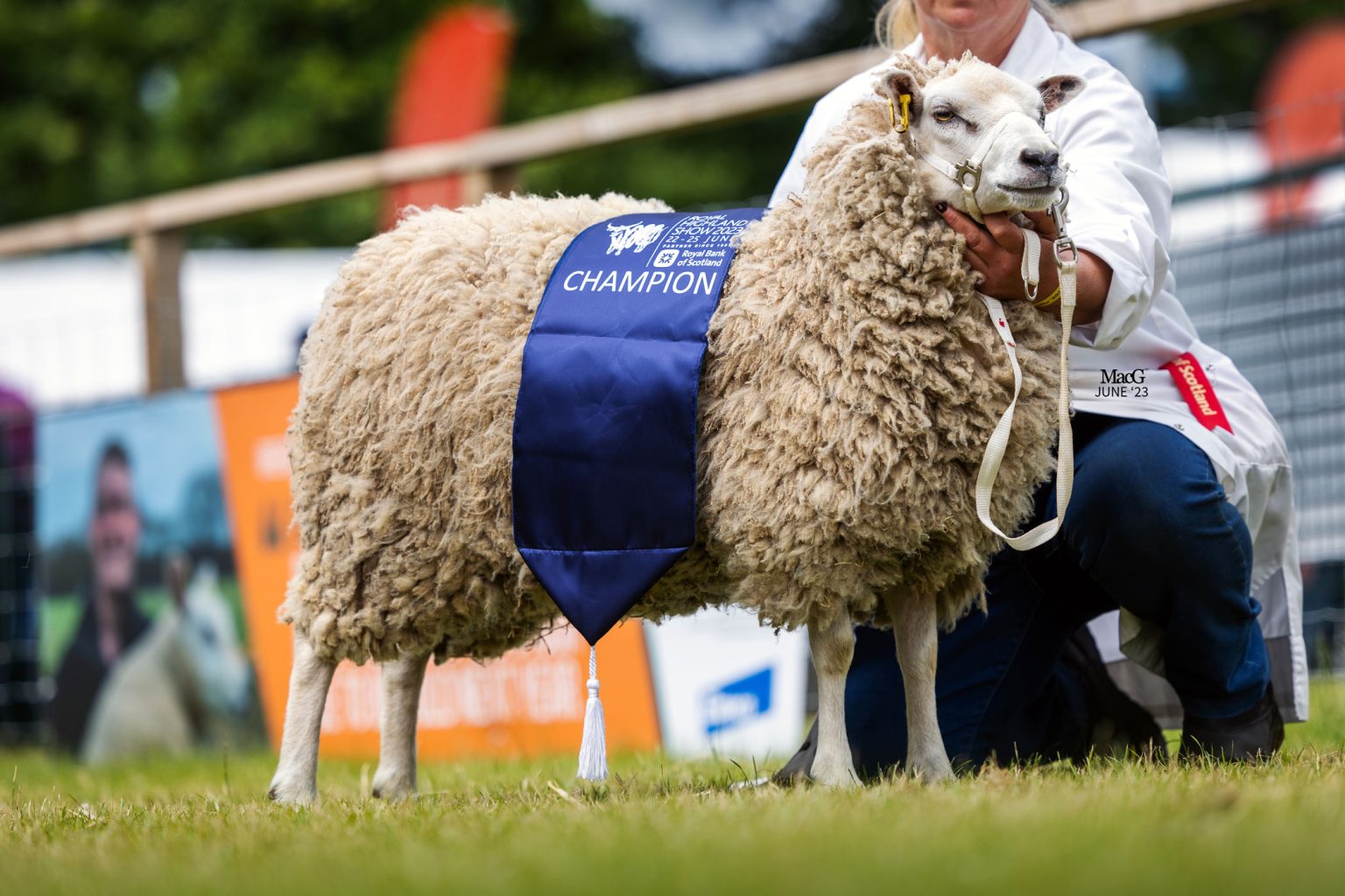 Royal Highland Show '23 - Sheep Champions - MacGregor Photography