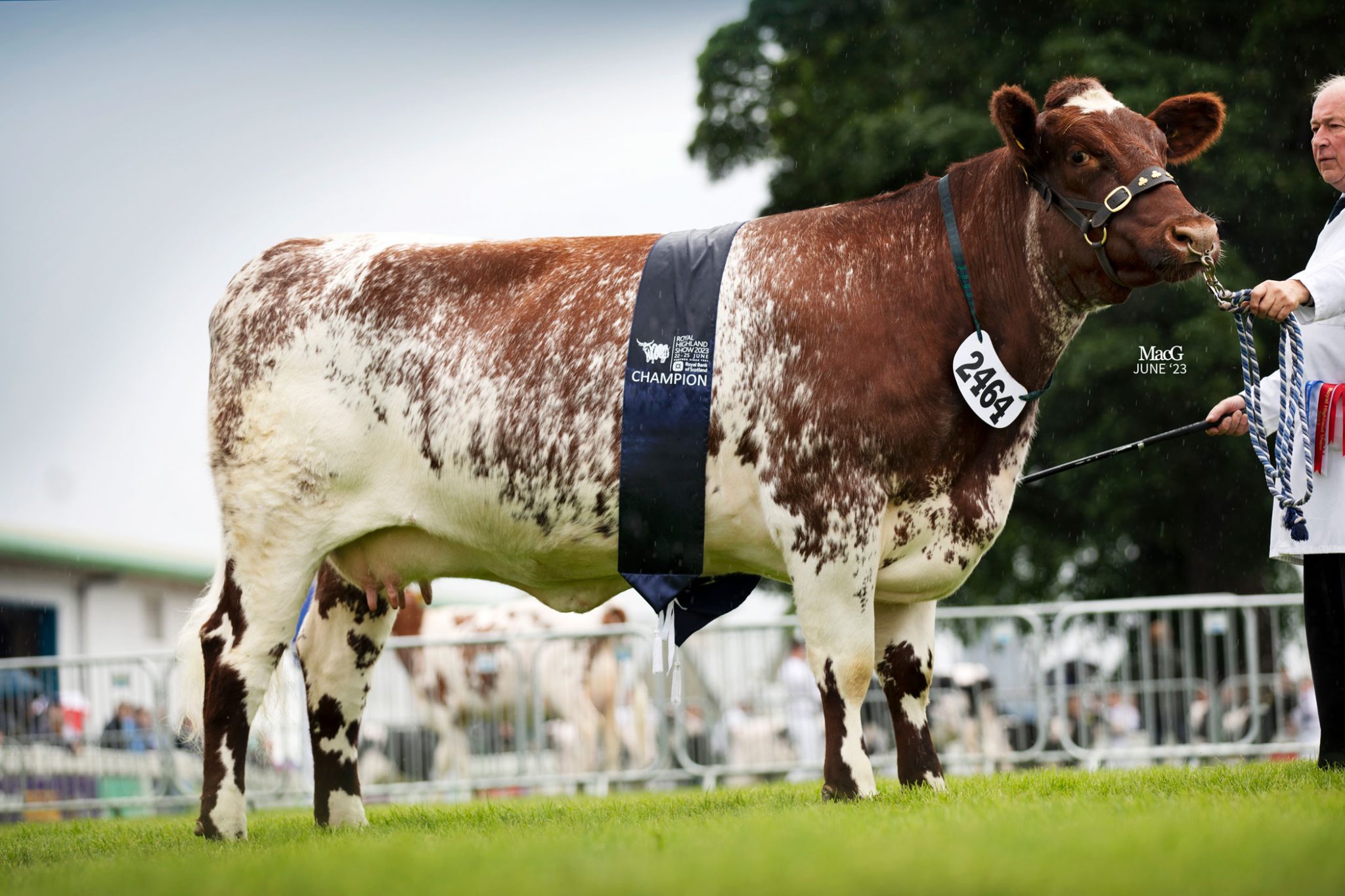 Royal Highland Show '23 - Cattle Champions - MacGregor Photography