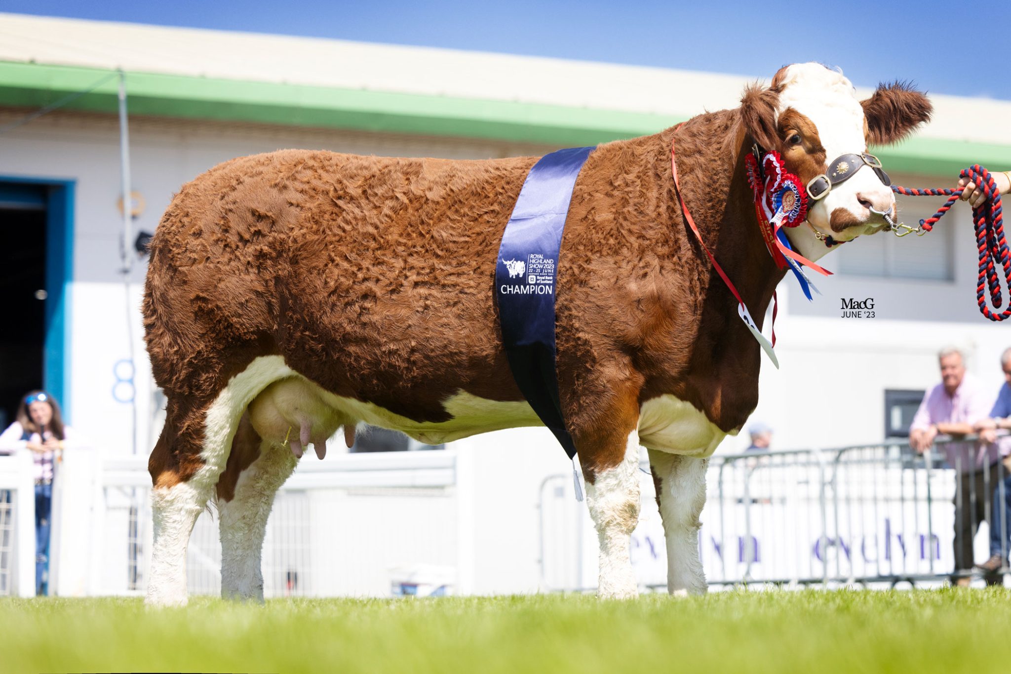 Royal Highland Show '23 - Cattle Champions - MacGregor Photography