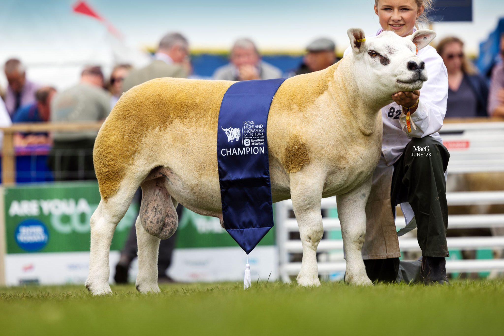 Royal Highland Show '23 - Sheep Champions - MacGregor Photography