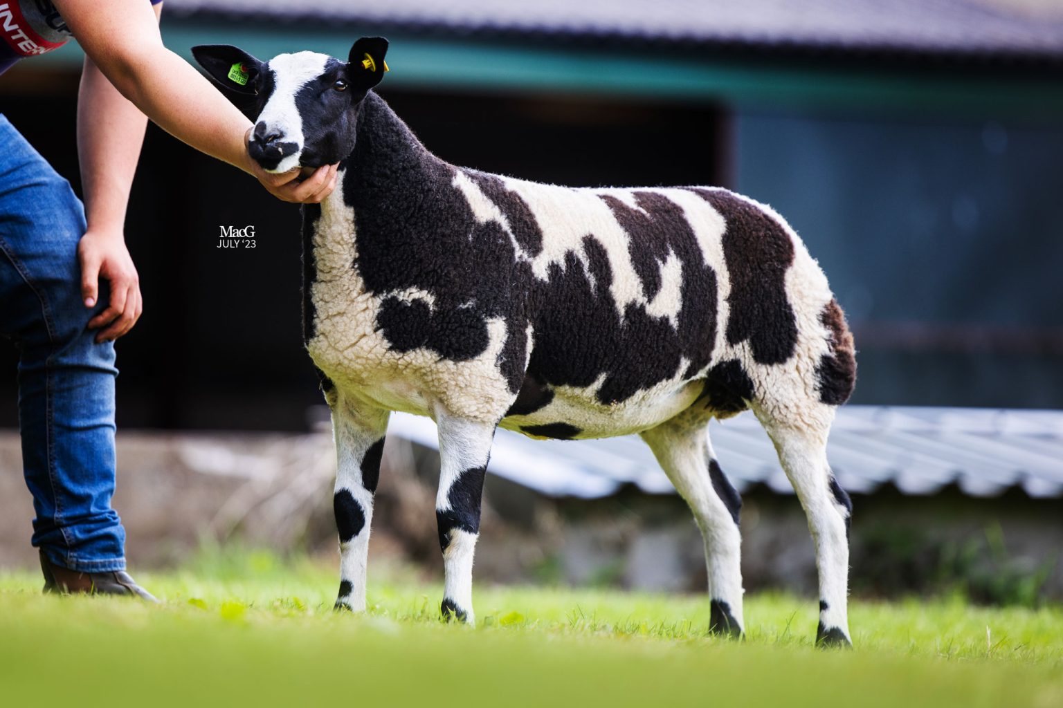 C-View Dutch Spotted Sale - MacGregor Photography