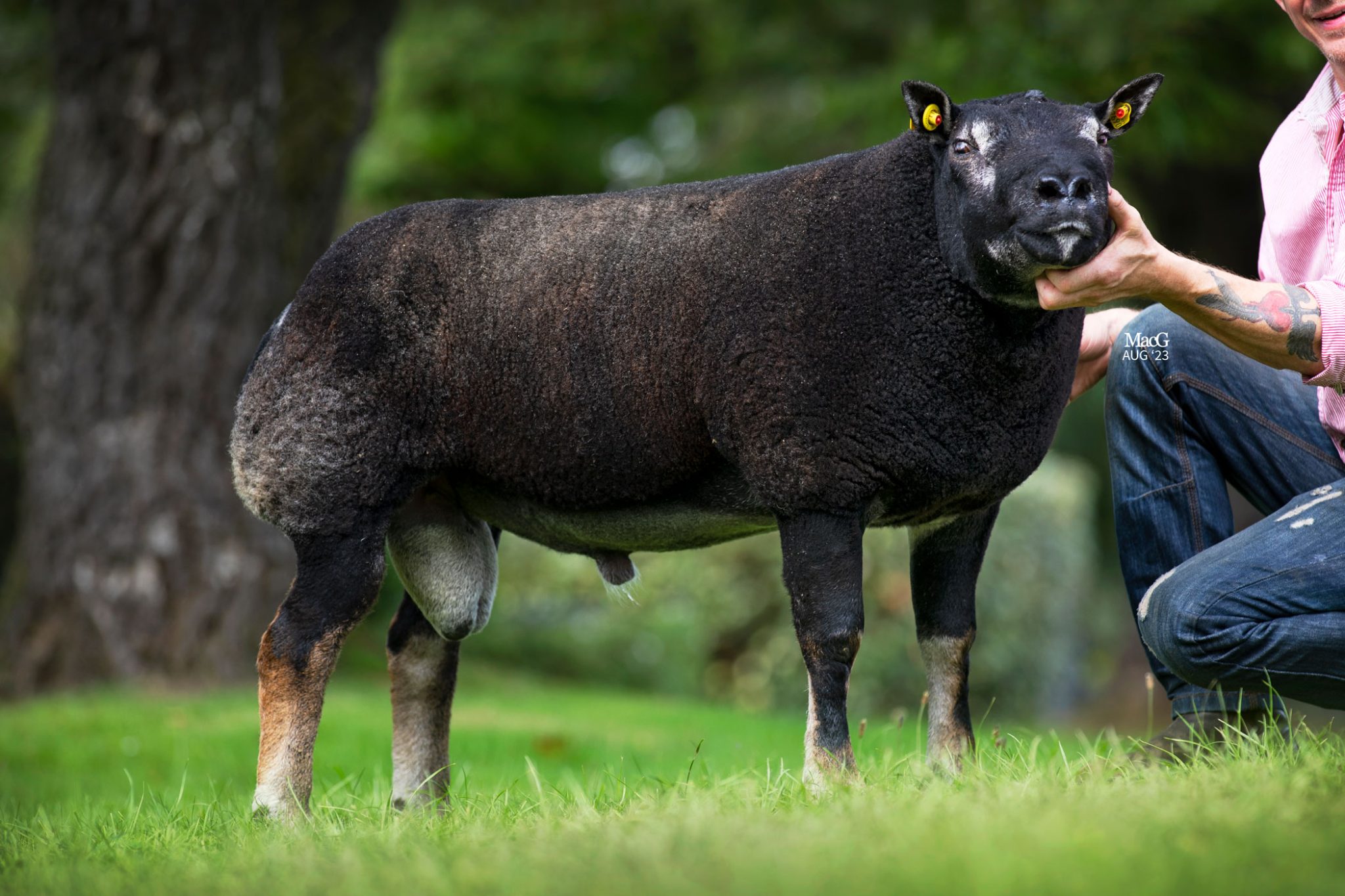 Carlisle - Badger Face Texel - Aug '23 - MacGregor Photography