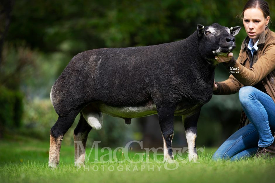 Carlisle - Badger Face Texel - Aug '23 - MacGregor Photography
