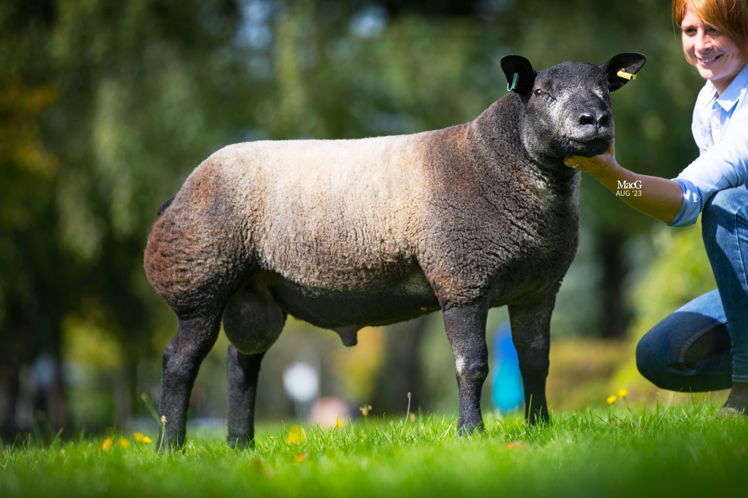 Carlisle - Blue Texel - Aug '23 - MacGregor Photography