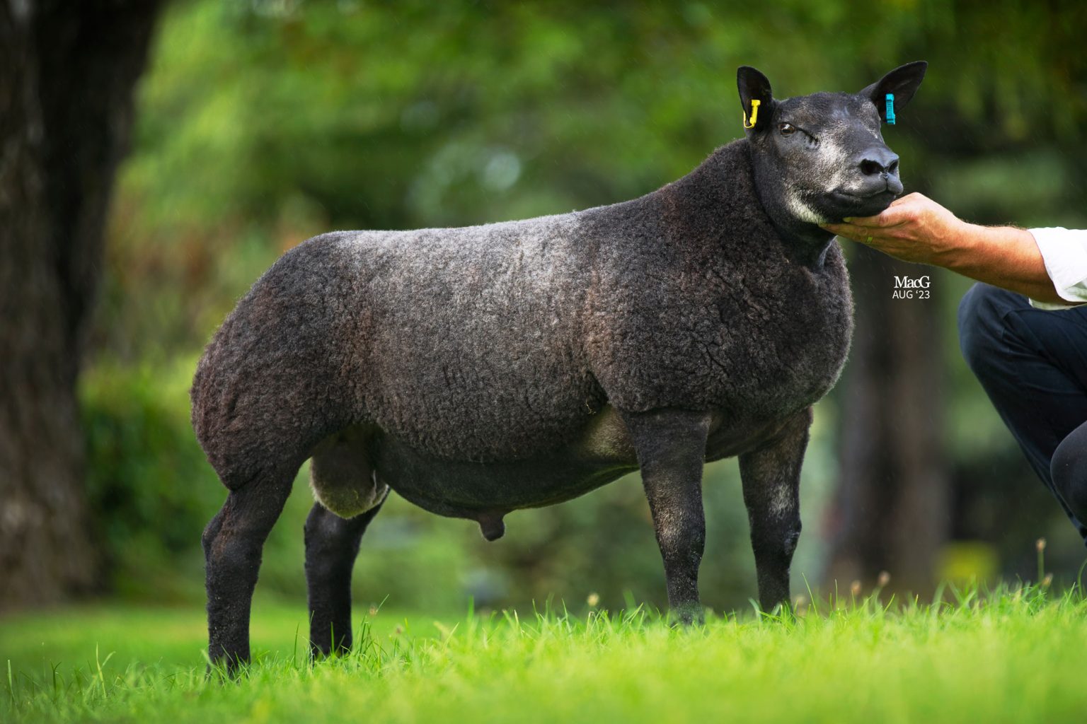 Carlisle - Blue Texel - Aug '23 - MacGregor Photography