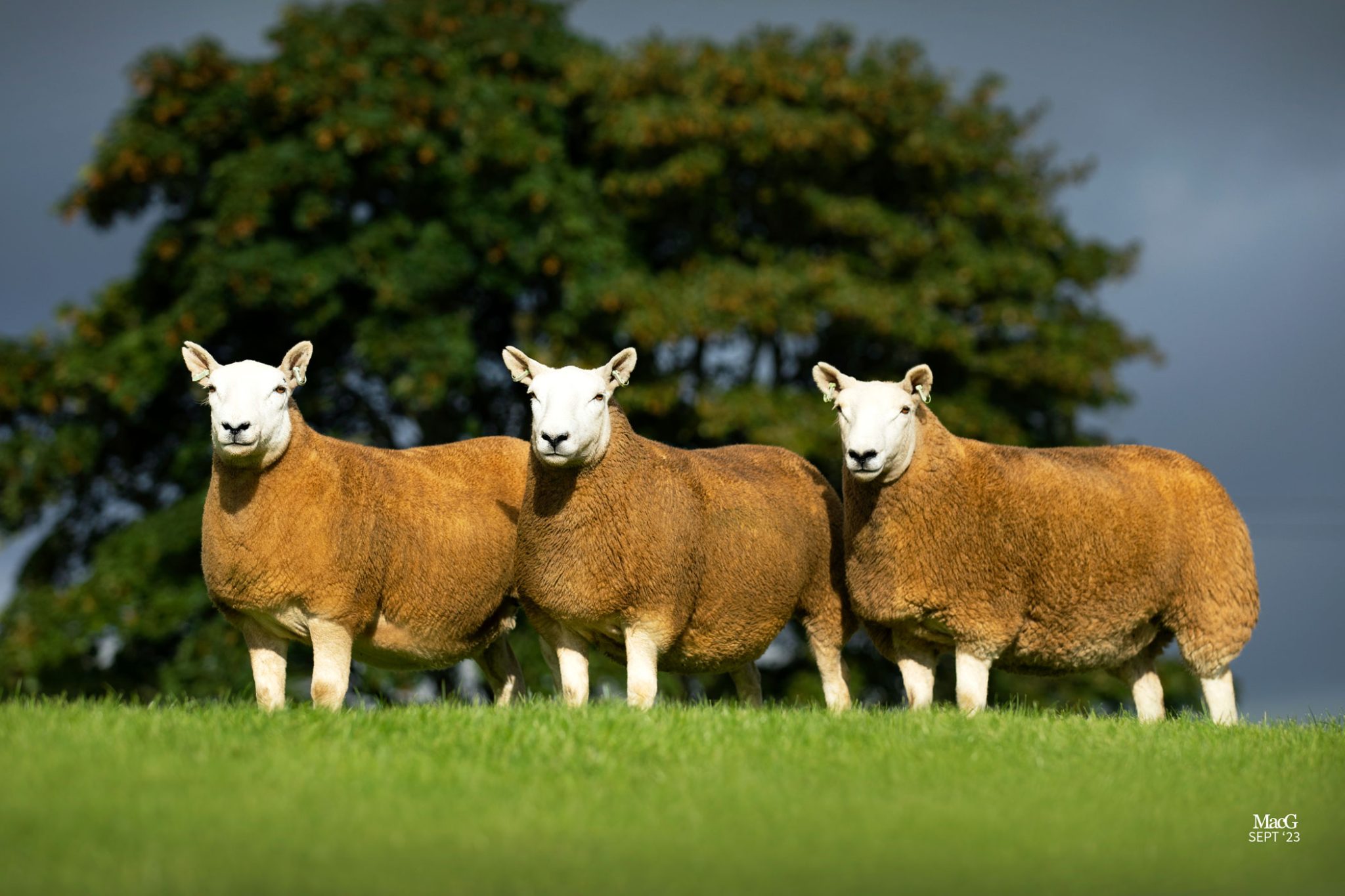 North Country Cheviots For Sale - MacGregor Photography