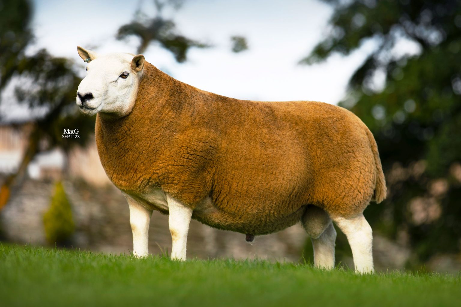 North Country Cheviots For Sale - MacGregor Photography