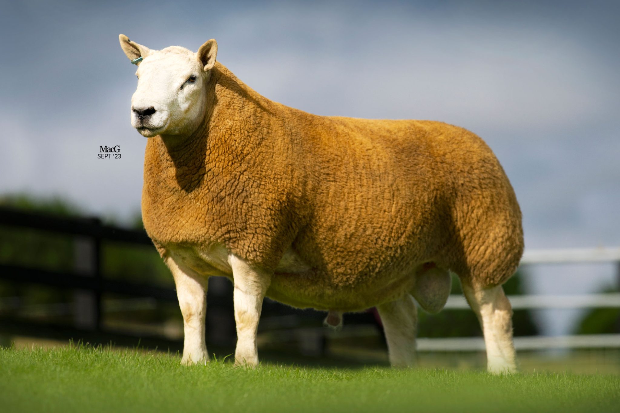 North Country Cheviots For Sale - MacGregor Photography