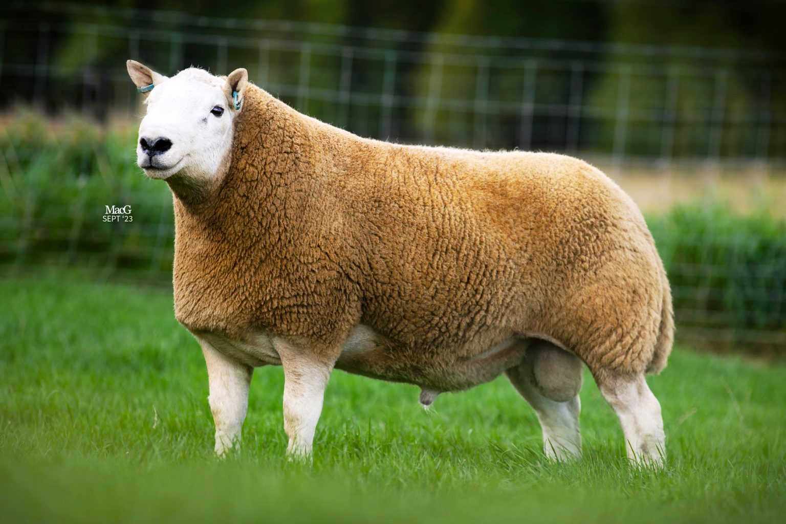 North Country Cheviots For Sale - MacGregor Photography