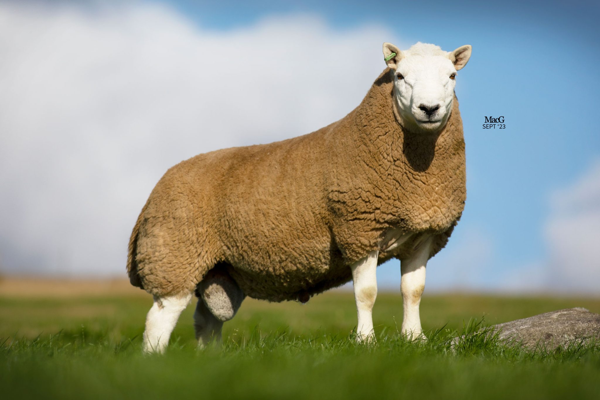 North Country Cheviots For Sale - MacGregor Photography