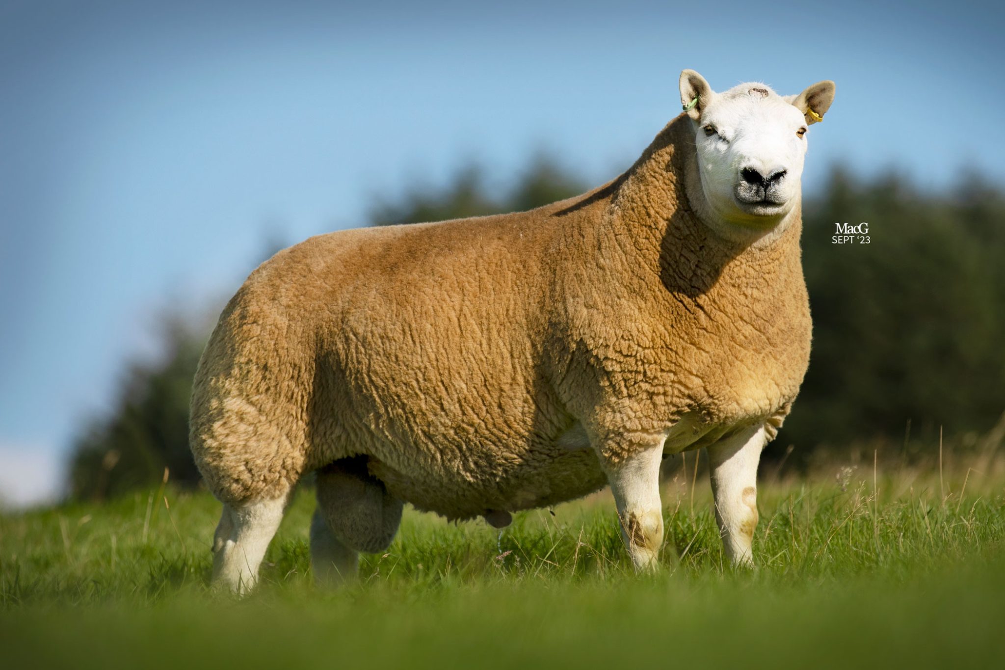 North Country Cheviots For Sale - MacGregor Photography