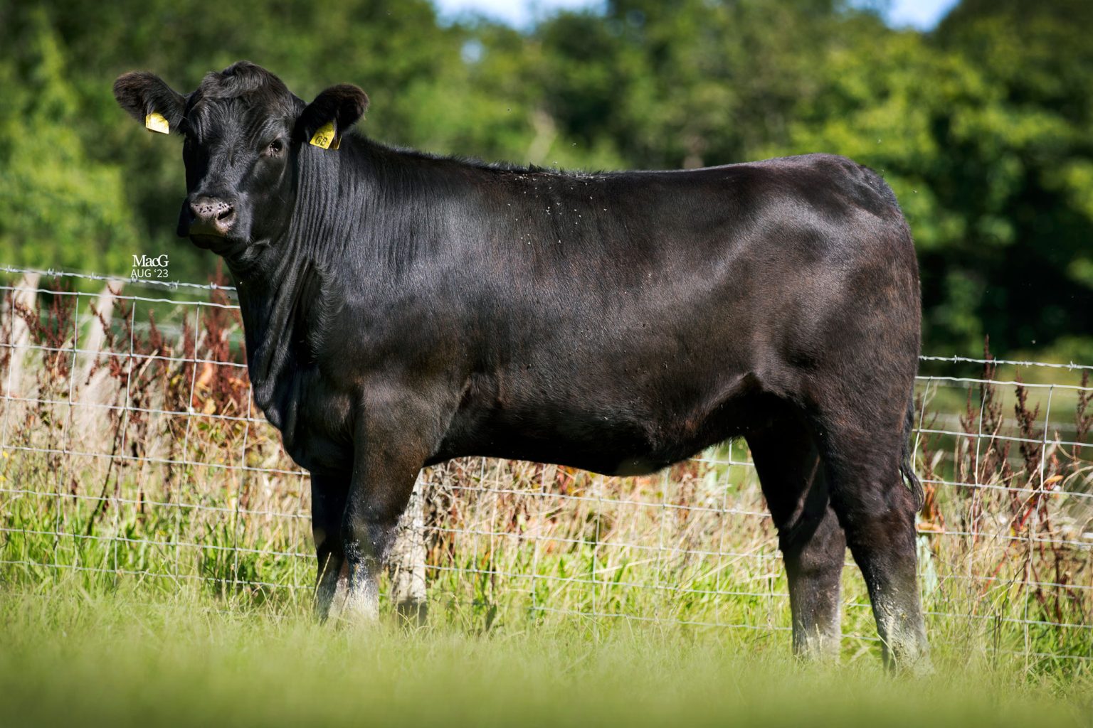 Rosemead Aberdeen-Angus Sale Preview - MacGregor Photography