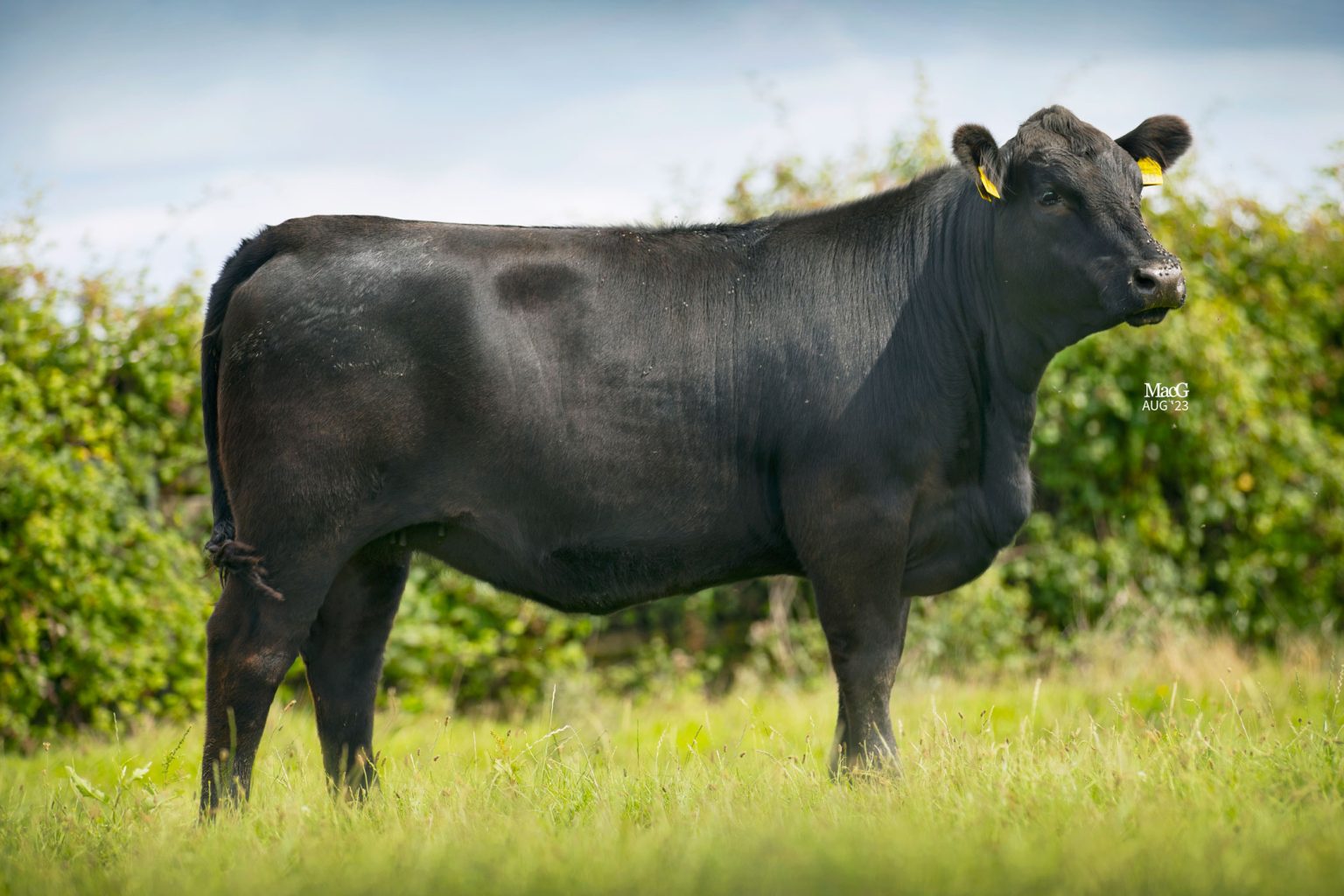 Rosemead Aberdeen-Angus Sale Preview - MacGregor Photography